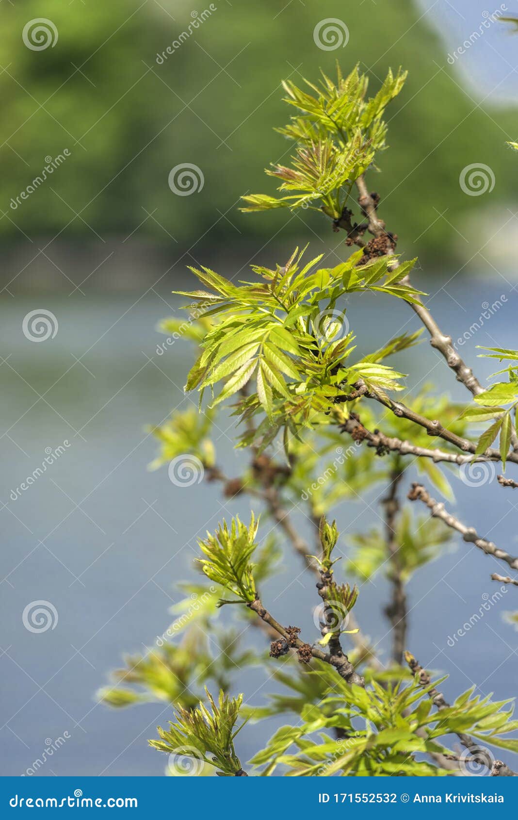 Spring Leaf on Tree Branches Stock Photo - Image of lilac, bright ...