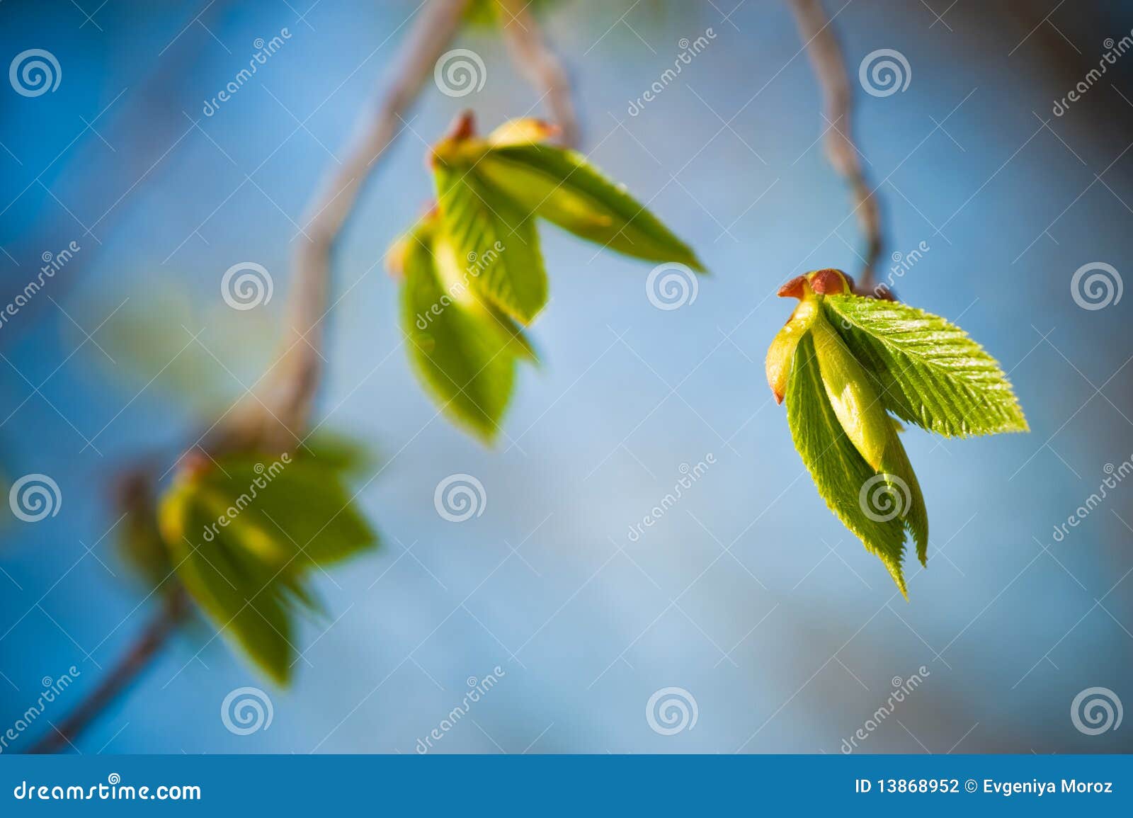 Young spring leaves stock photo. Image of flora, health - 13868952