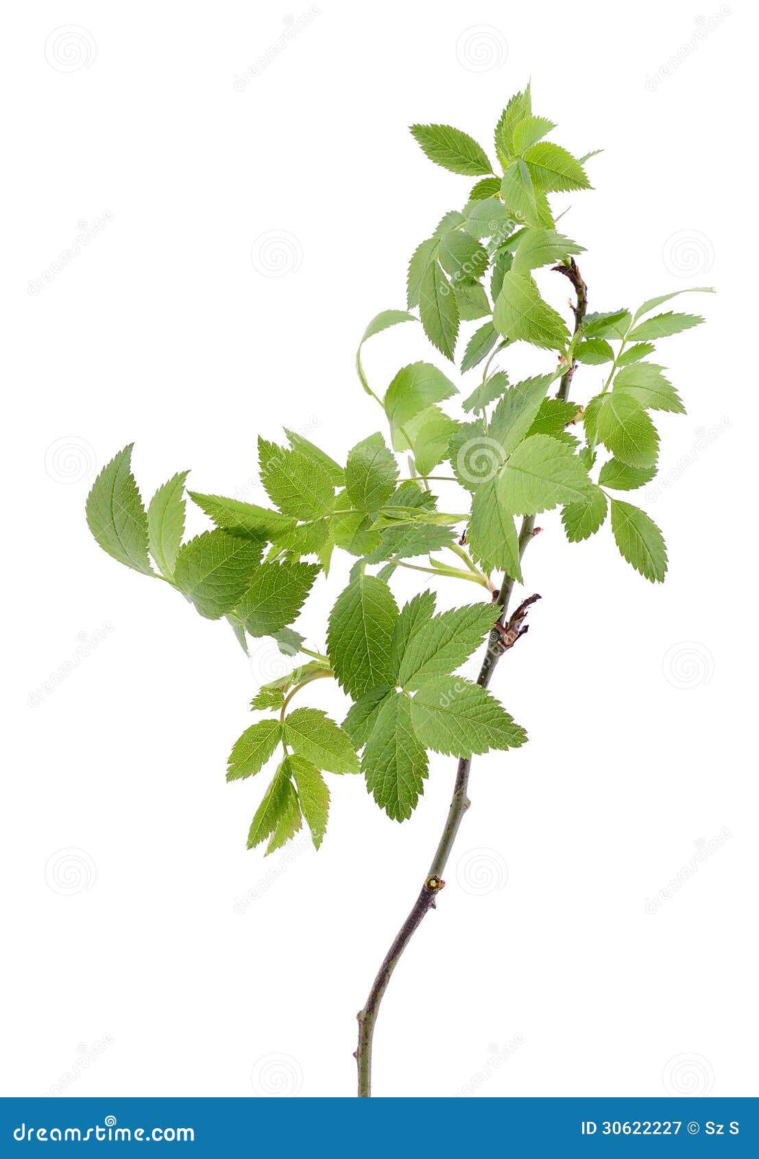 Young Spring Leaves on the Branch Stock Image - Image of clean, close ...