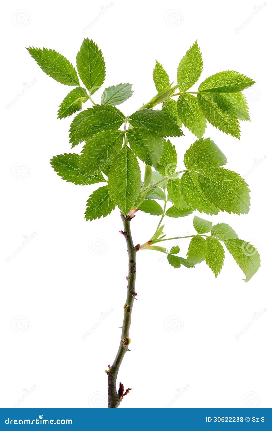 Young Spring Leaves on the Branch Stock Photo - Image of background ...