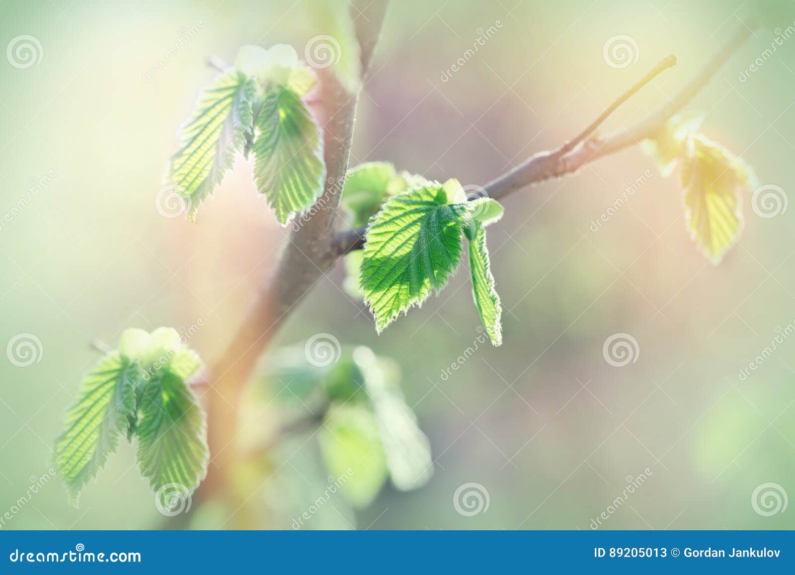 Young Spring Leaves in Forest, Awakening of Nature - Forest in the ...