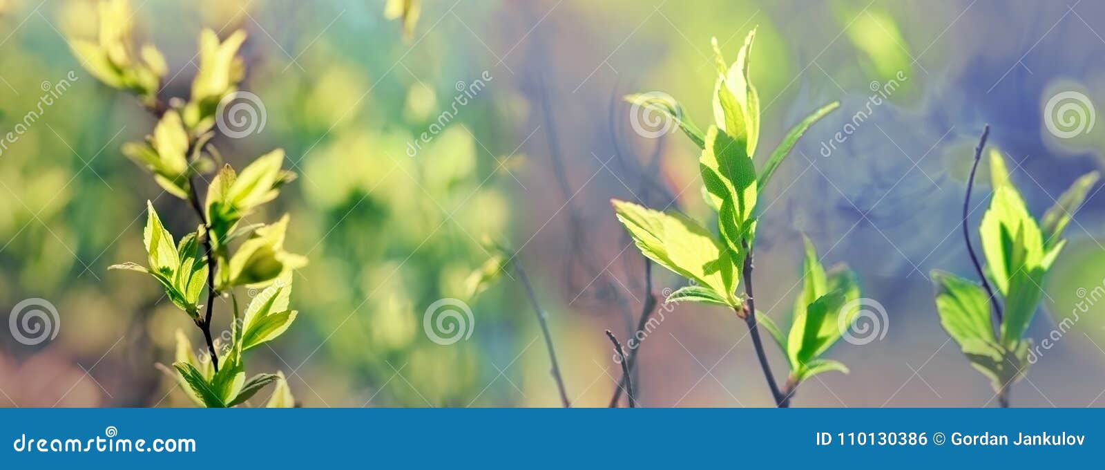 Young Spring Leaves, Forest in the Spring - Beautiful Nature Stock ...