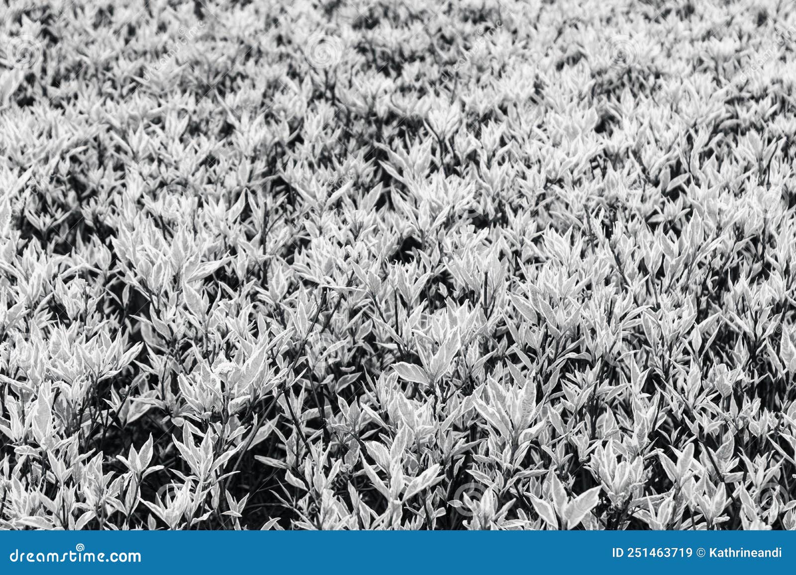 Young Spring Leaves, Grayscale Pattern Background Stock Image - Image ...