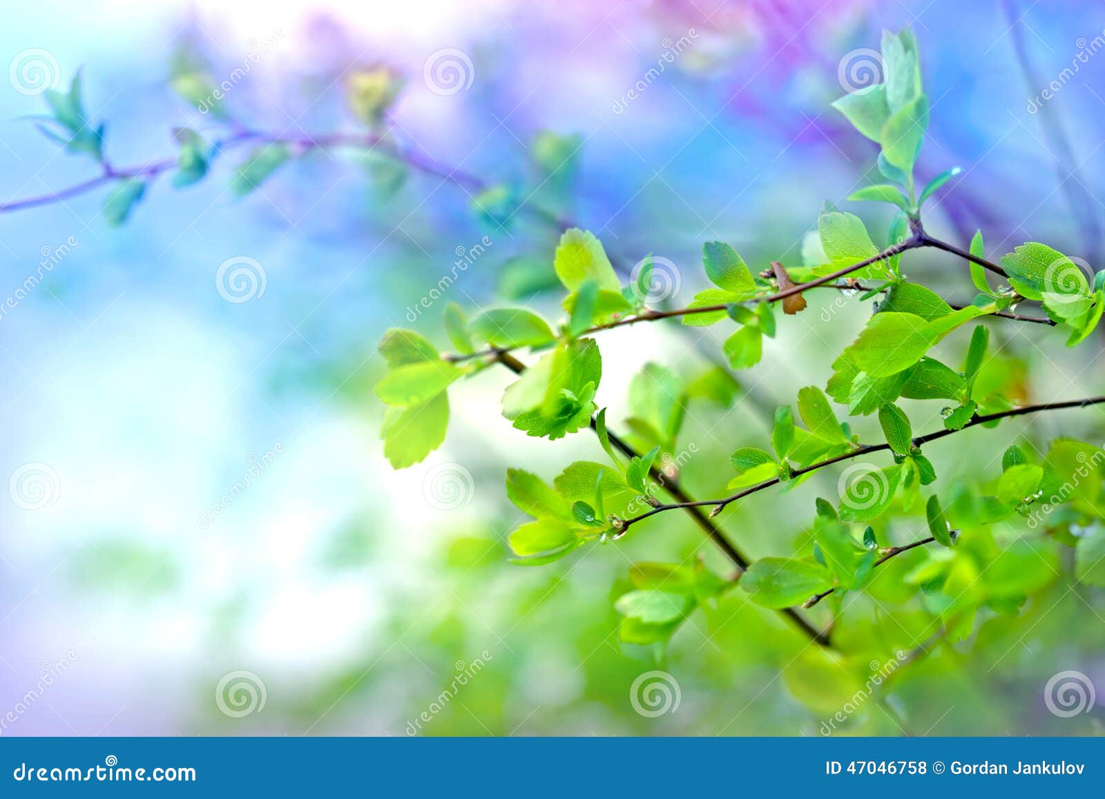 Young Spring Leaves after Rain Stock Photo - Image of forest, idyllic ...
