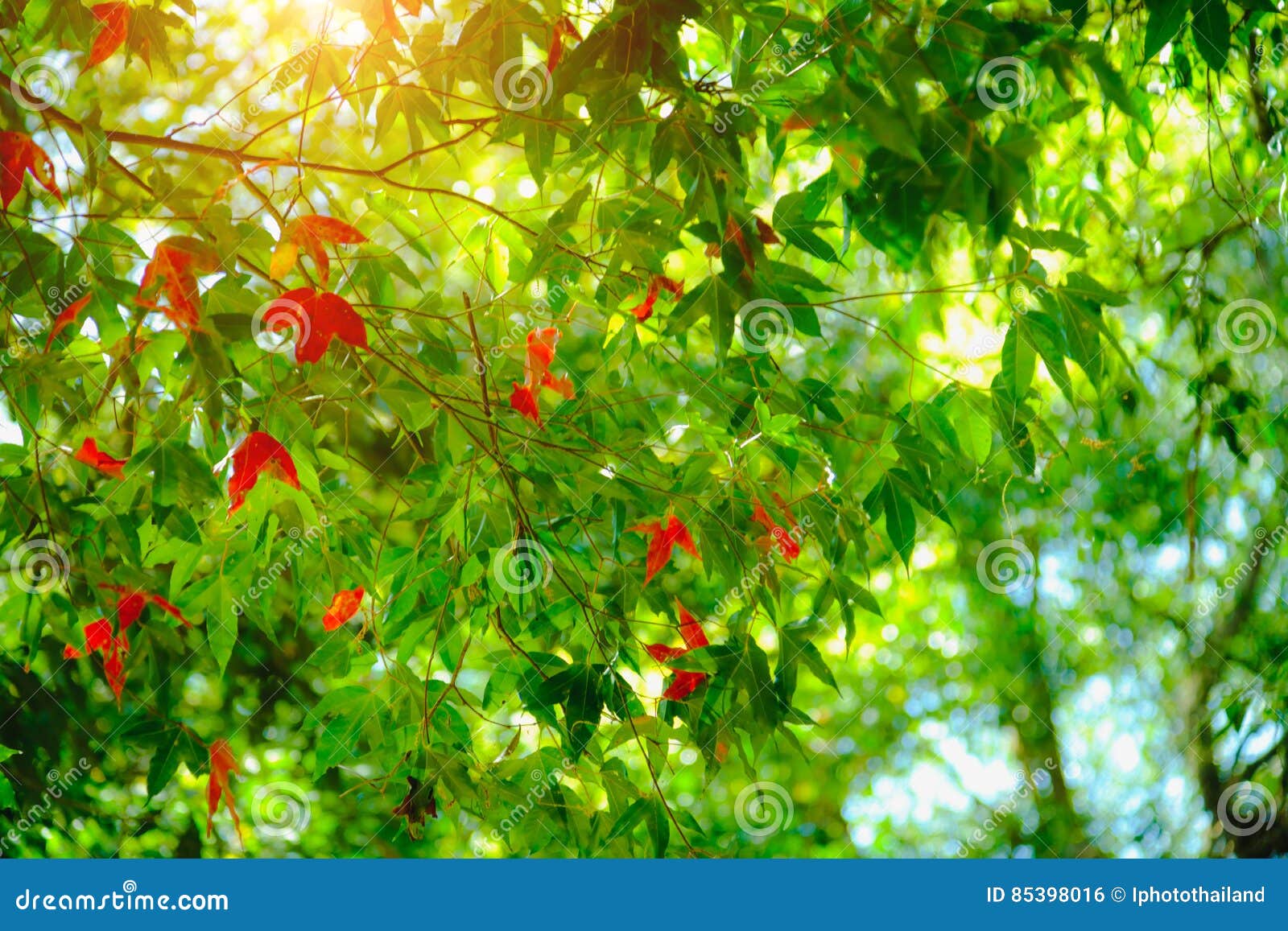 Young Spring Maple Leaf in Forest on Highland and Mountain, Thailand ...