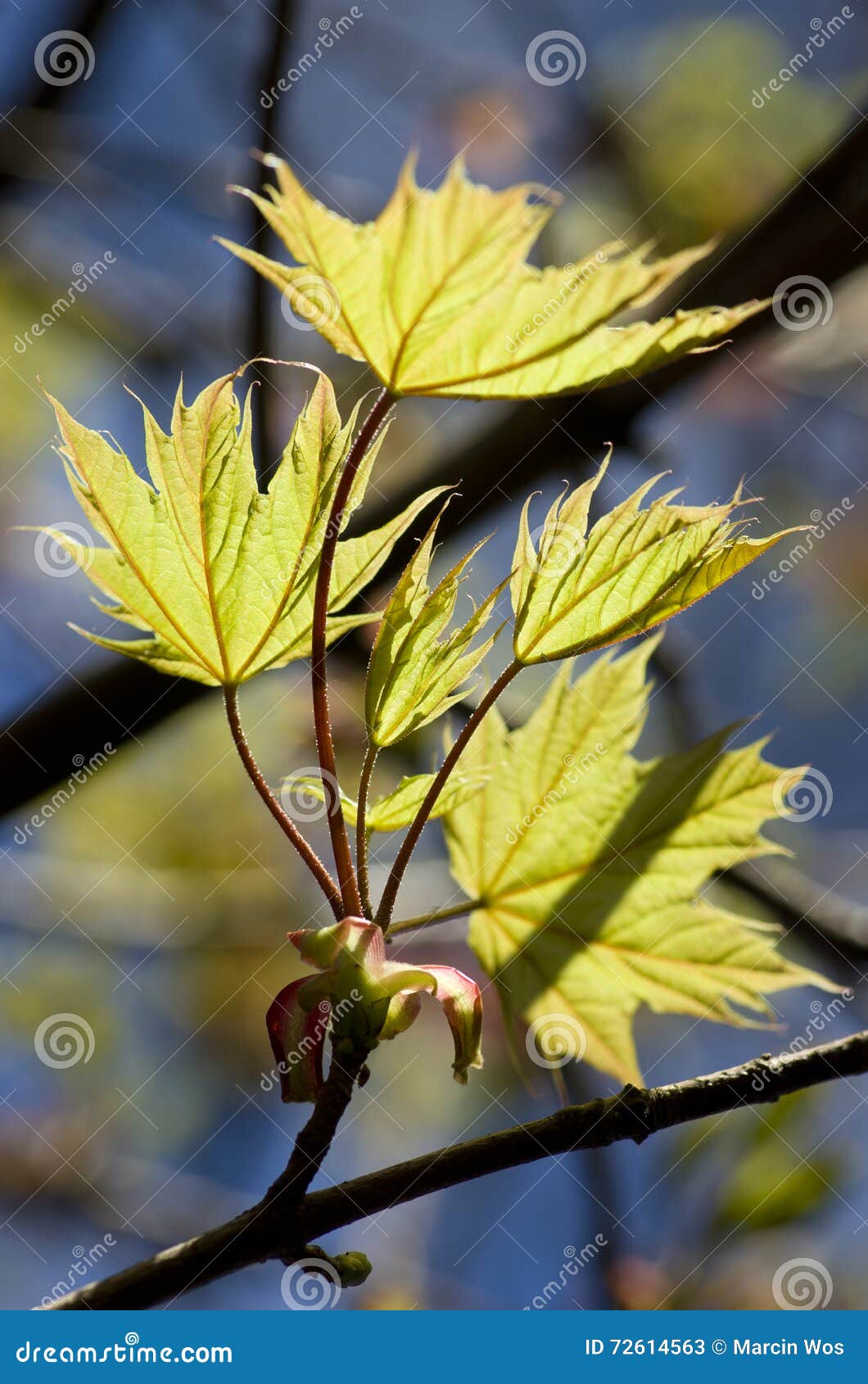 Young Spring Maple Leaves on the Branch Stock Image - Image of nature ...