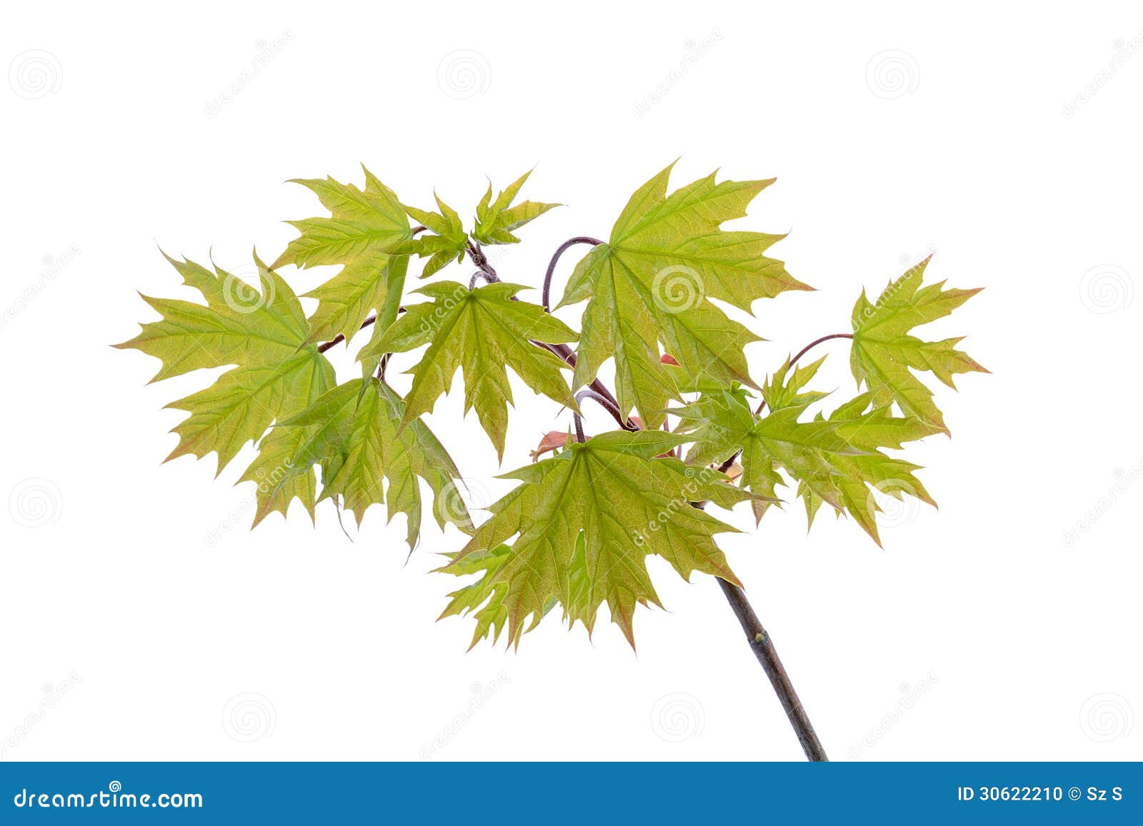 Young Spring Maple Leaves on the Branch Stock Photo - Image of linear ...