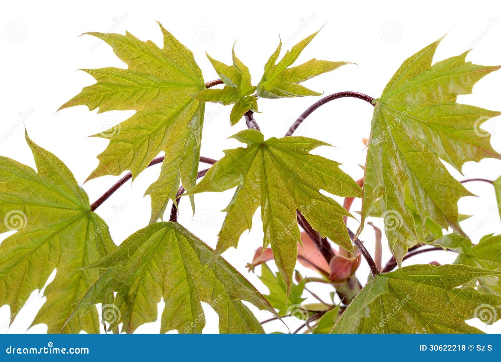 Young Spring Maple Leaves on the Branch Stock Photo - Image of growth ...