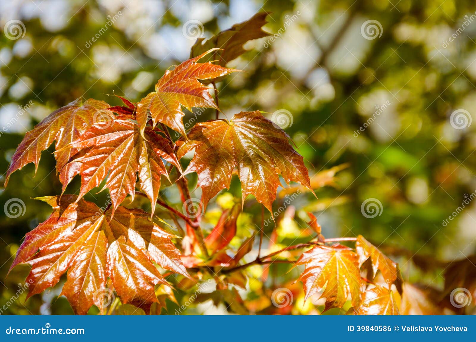 Young Spring Maple Leaves Illuminated by Sunlight Stock Photo - Image ...