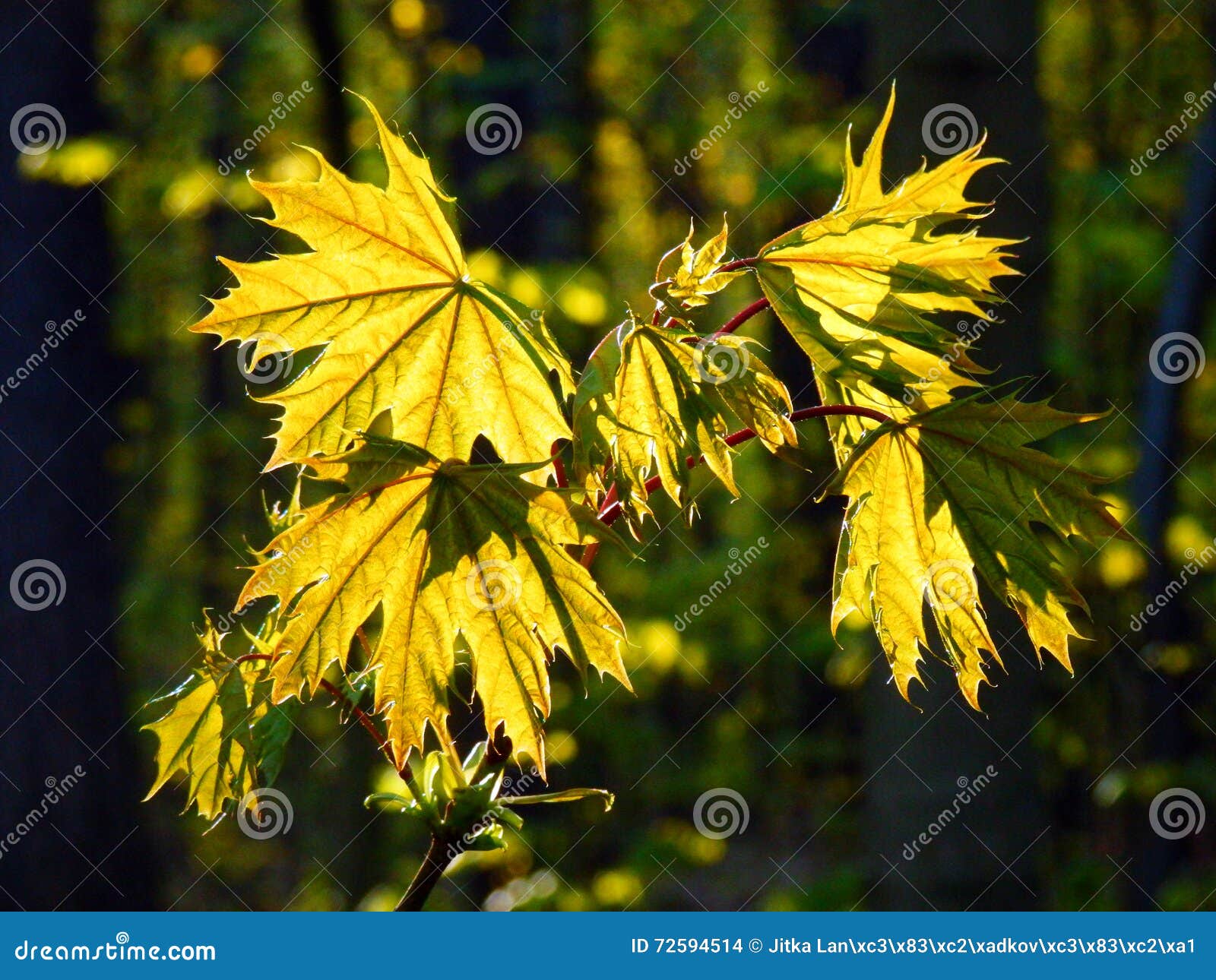 Young Spring Maple Tree Leafs Stock Photo - Image of specific, nature ...