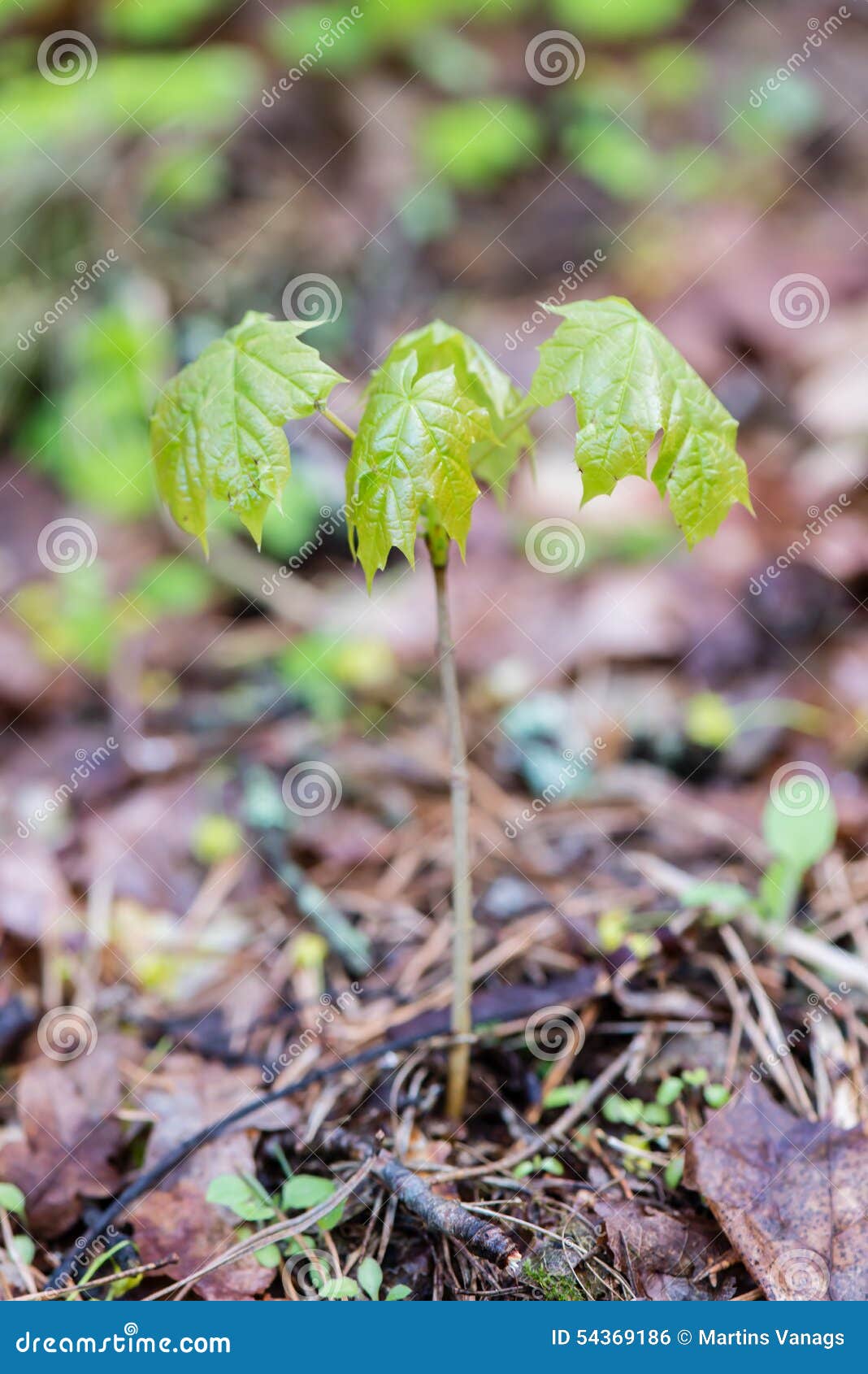 Young Spring Maple Tree Leaves on Green Background Stock Photo - Image ...