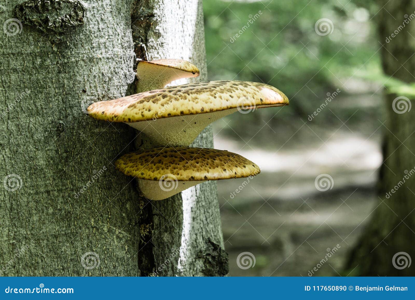Young, Spring Mushrooms on a Tree in a Beech Forest Stock Photo - Image ...