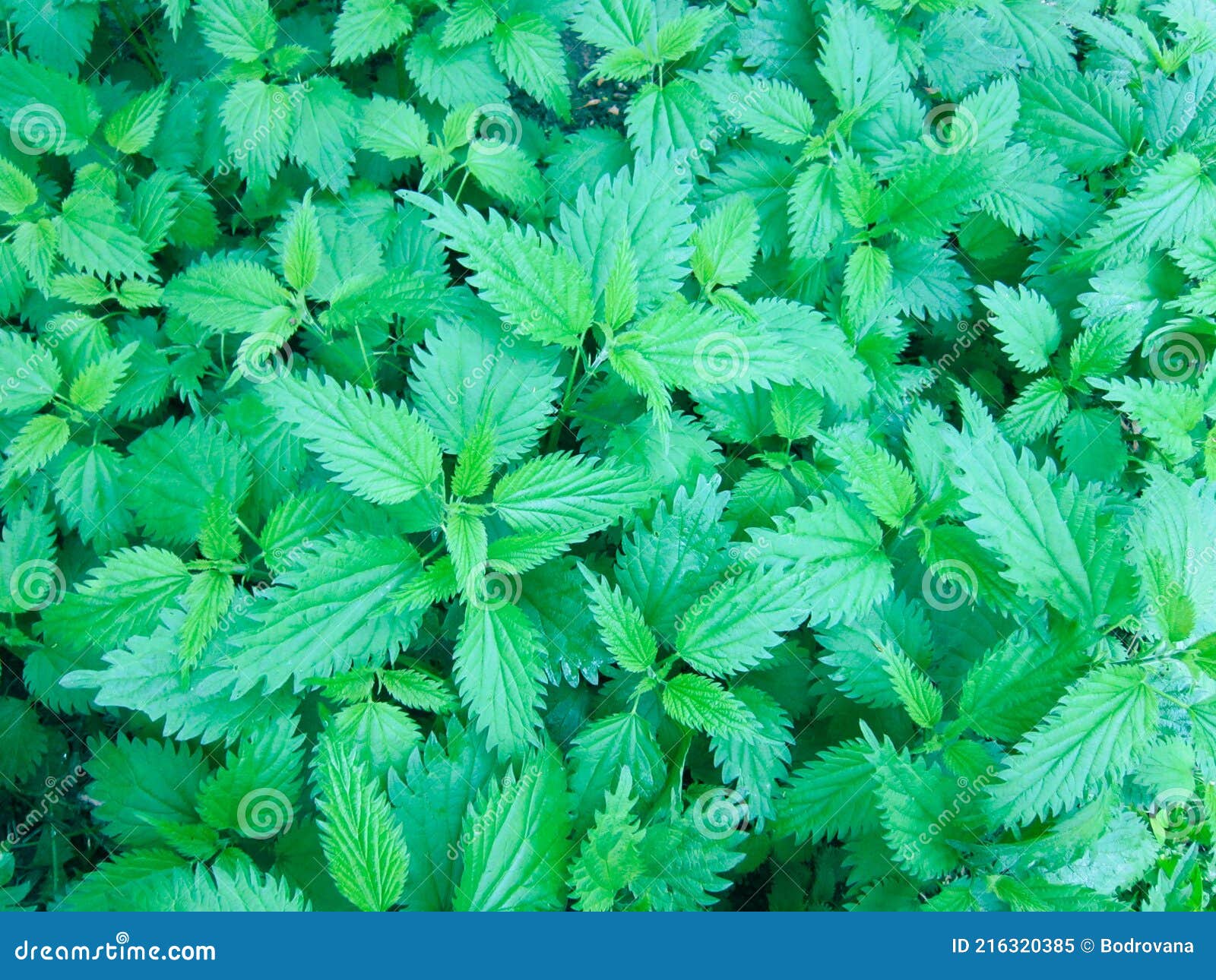 Young Spring Nettle. Nettle Overgrown in Spring Stock Image - Image of ...