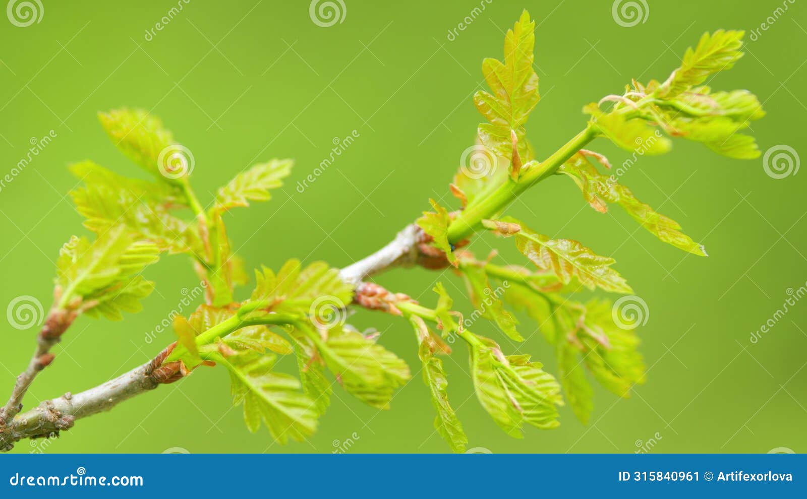 Young Spring Oak Leaves in the Sun Rays. Fresh Spring Leaves of a Young ...