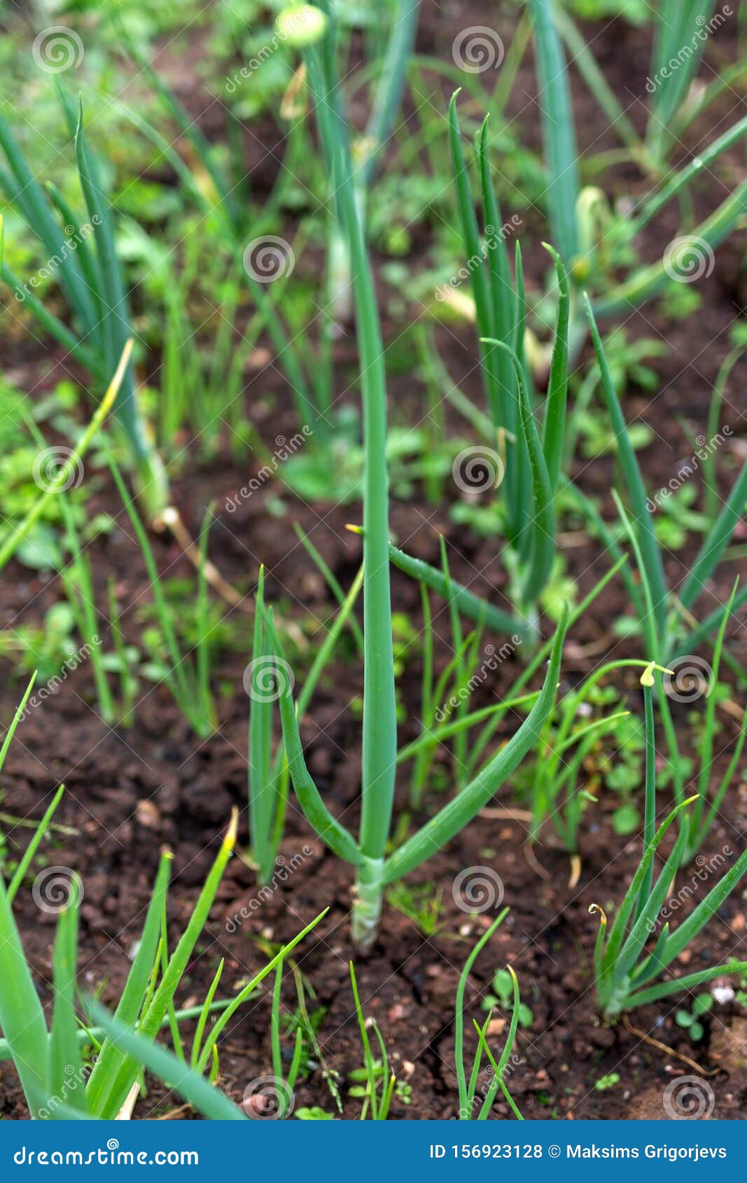 Young Spring Onion Sprout in Summer Garden Stock Photo - Image of ...