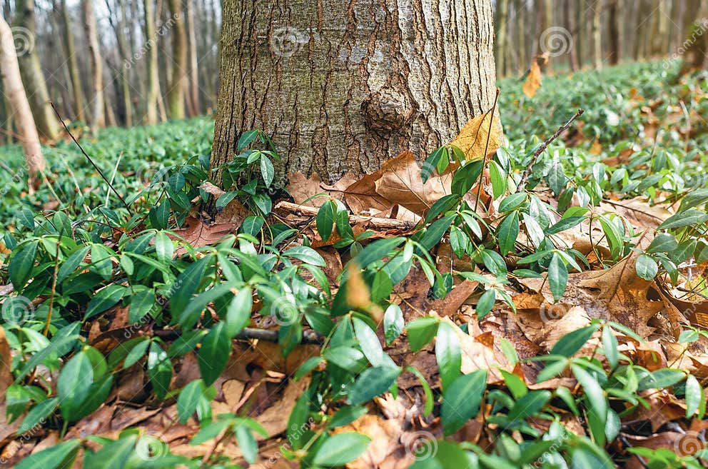 Young Spring Periwinkle Shoots in Spring Forest Near Tree Trunk Stock ...