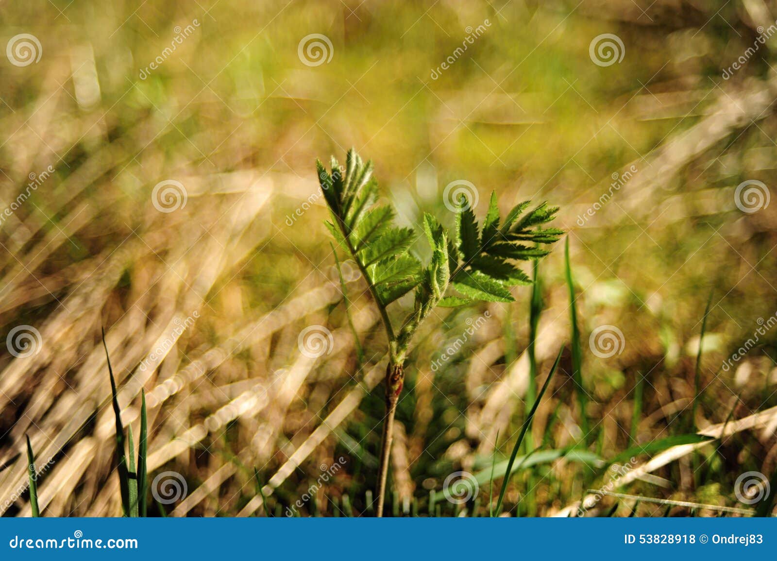 Young spring plant stock photo. Image of fresh, growth - 53828918