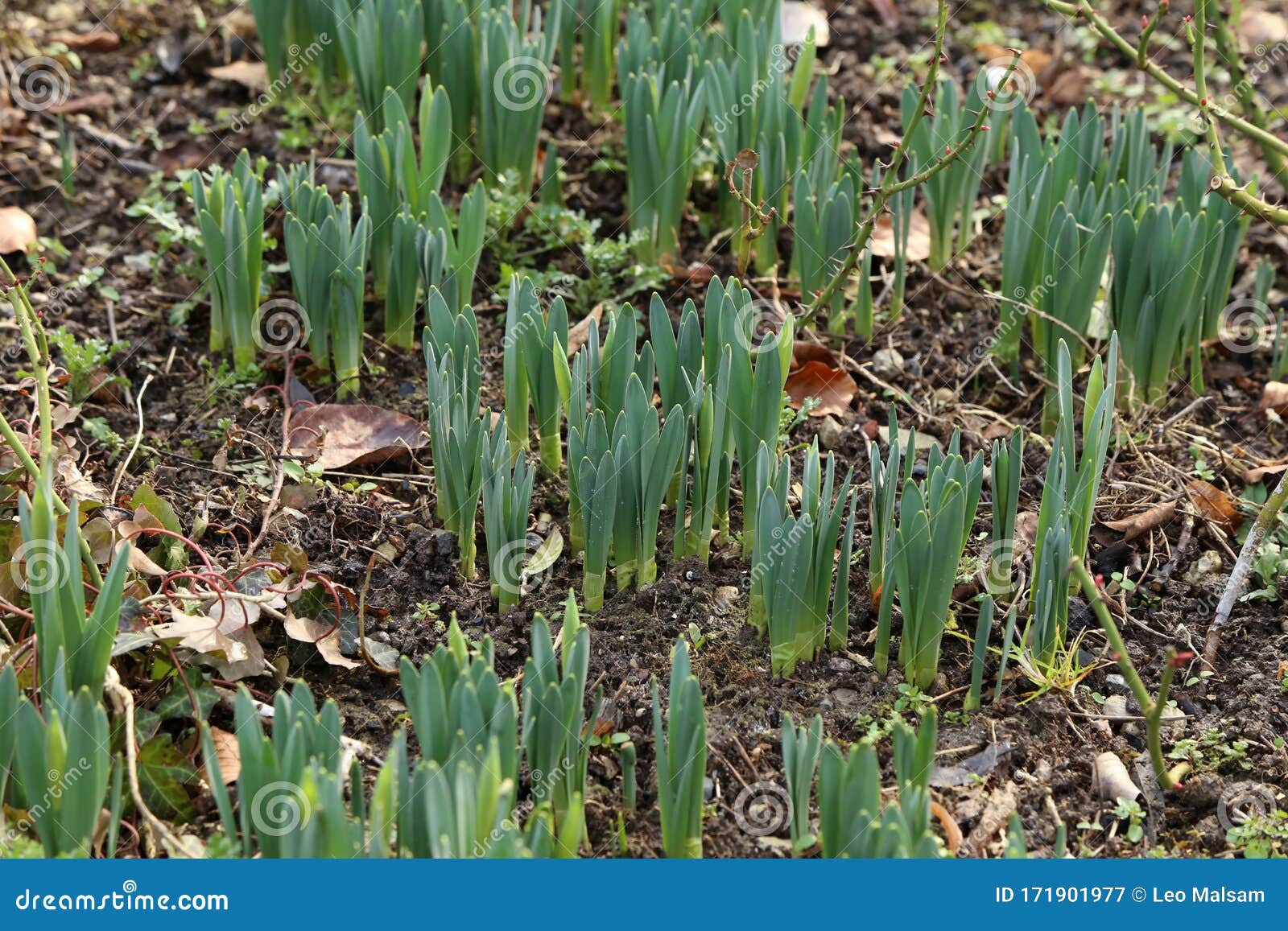 Young Spring Sprouts of Daffodils in the Garden Stock Image - Image of ...