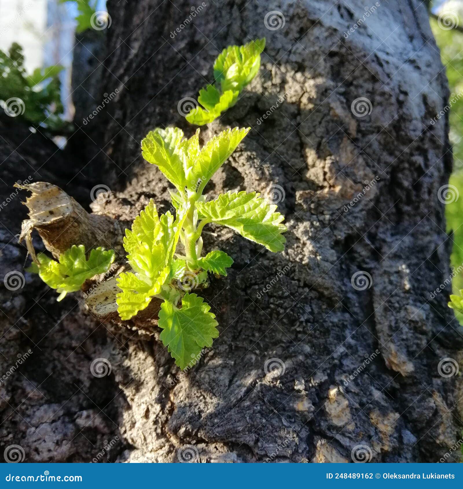 Young Spring Sprouts of Leaves on an Old Apple Tree Stock Photo - Image ...
