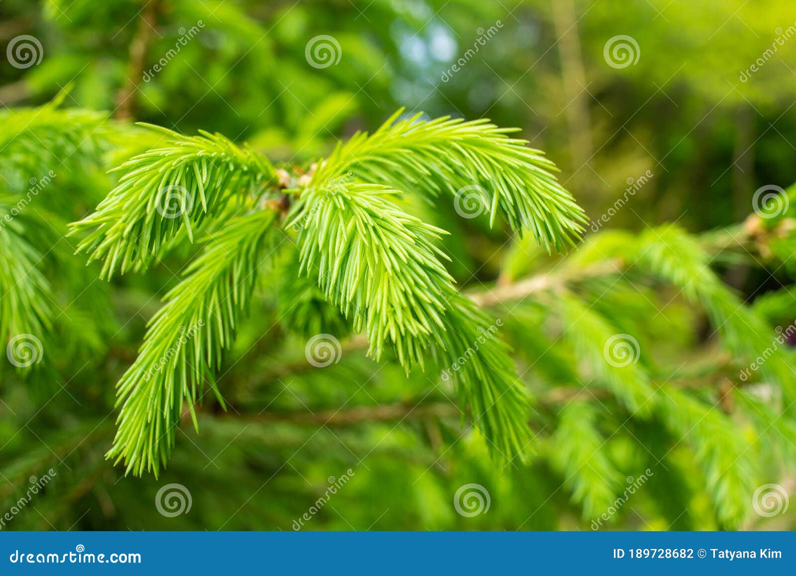 Young Spring Spruce Shoots on the Branches of Spruce Stock Photo ...