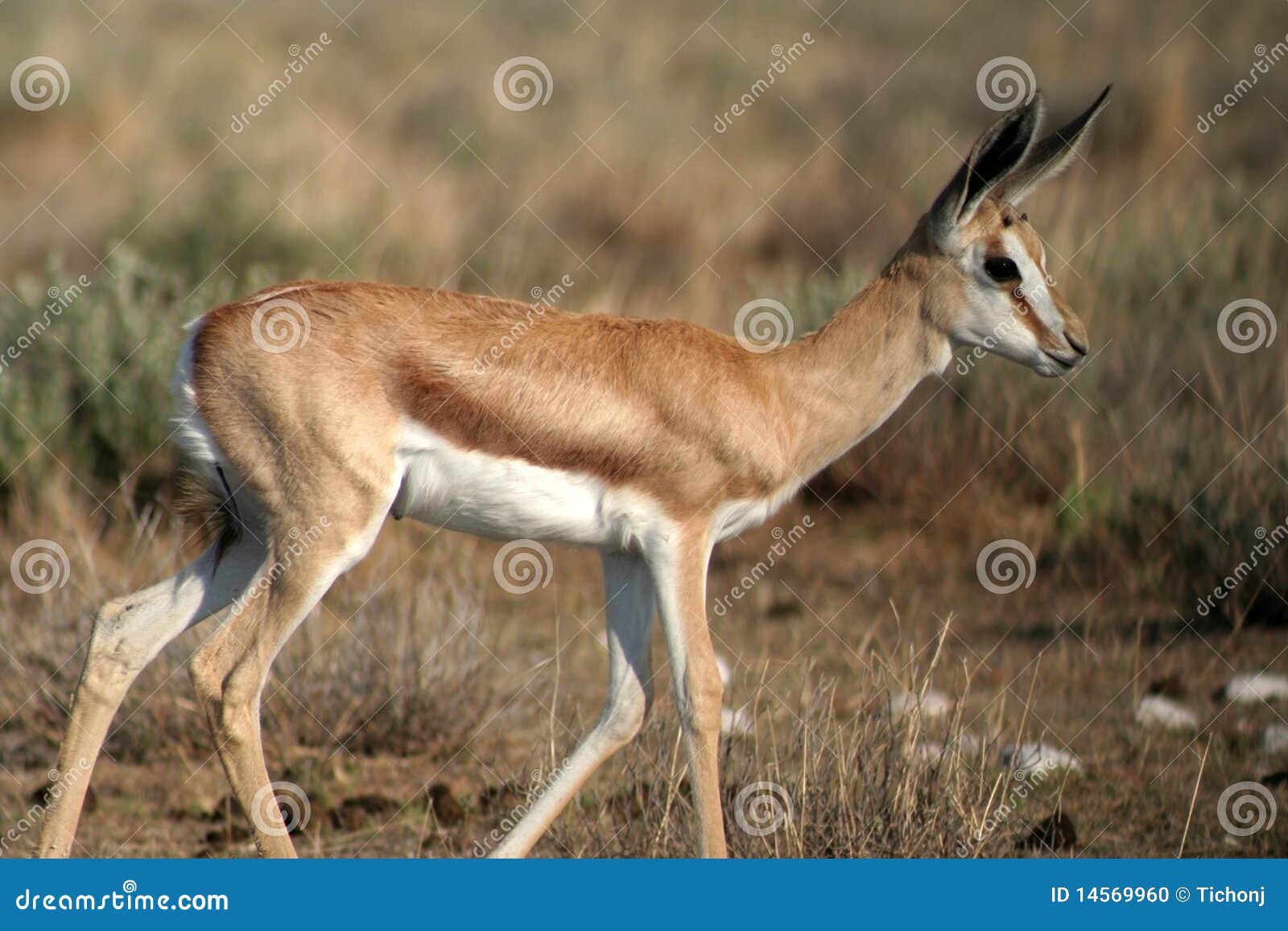 Young Springbok stock photo. Image of antelope, wildlife - 14569960