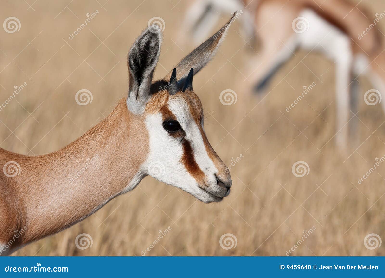 Young Springbok stock photo. Image of drinking, face, kalahari - 9459640