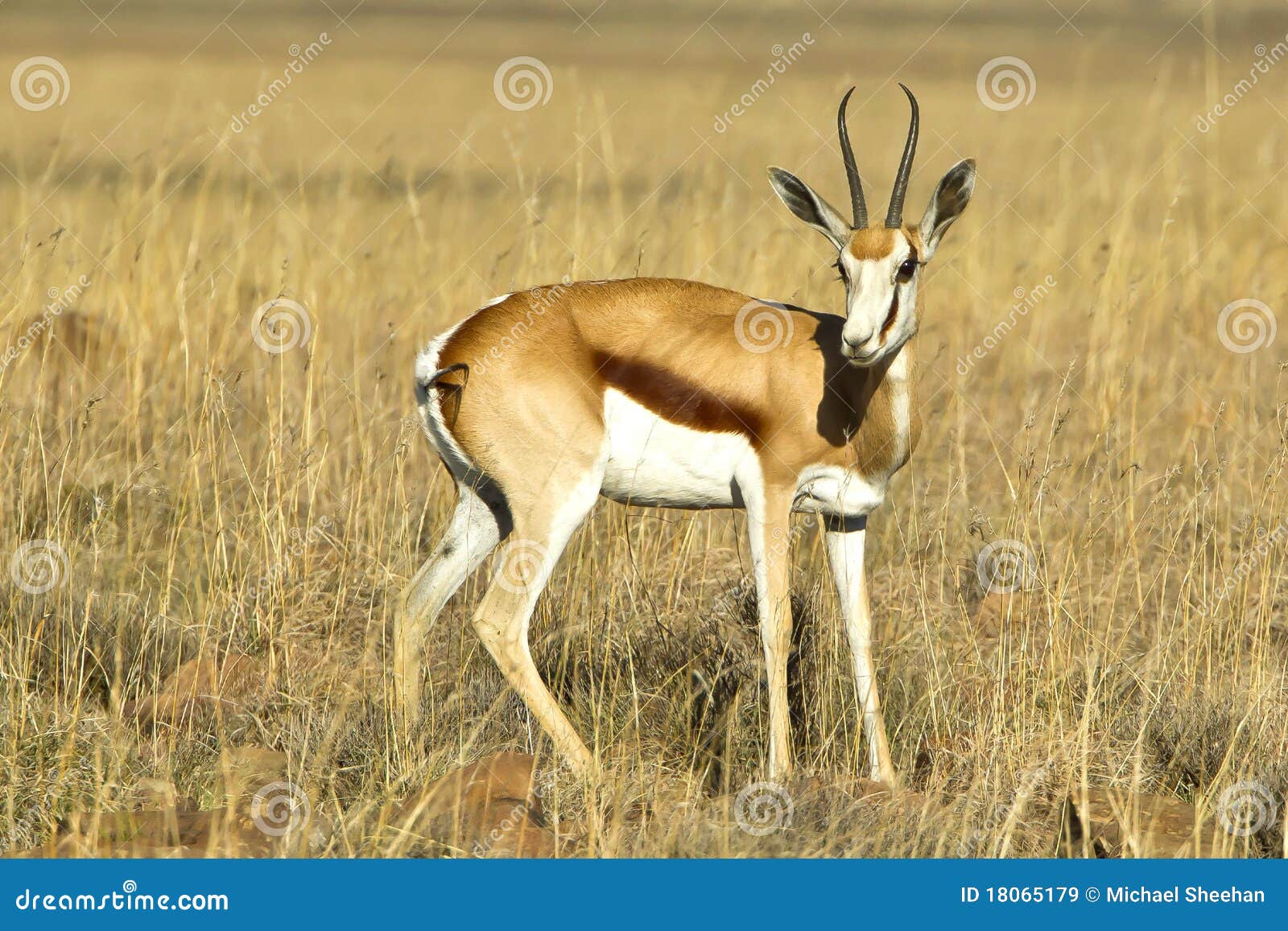 Springbok Young In The Yellow Grass Stock Photo | CartoonDealer.com ...