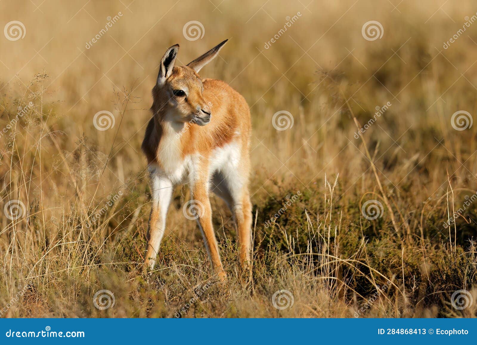 Young Springbok Antelope Lamb, South Africa Stock Image - Image of ...