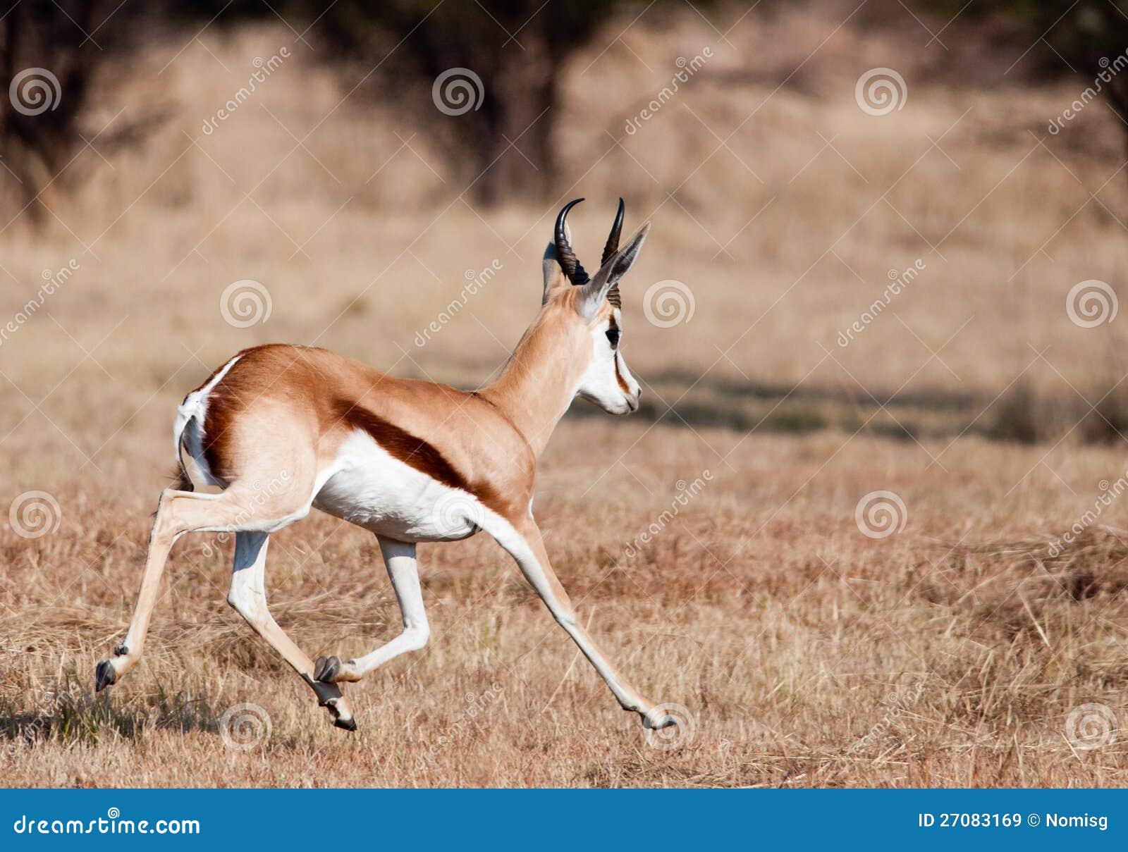 Young Springbok Ram Stretched Out Stock Image - Image of veld ...