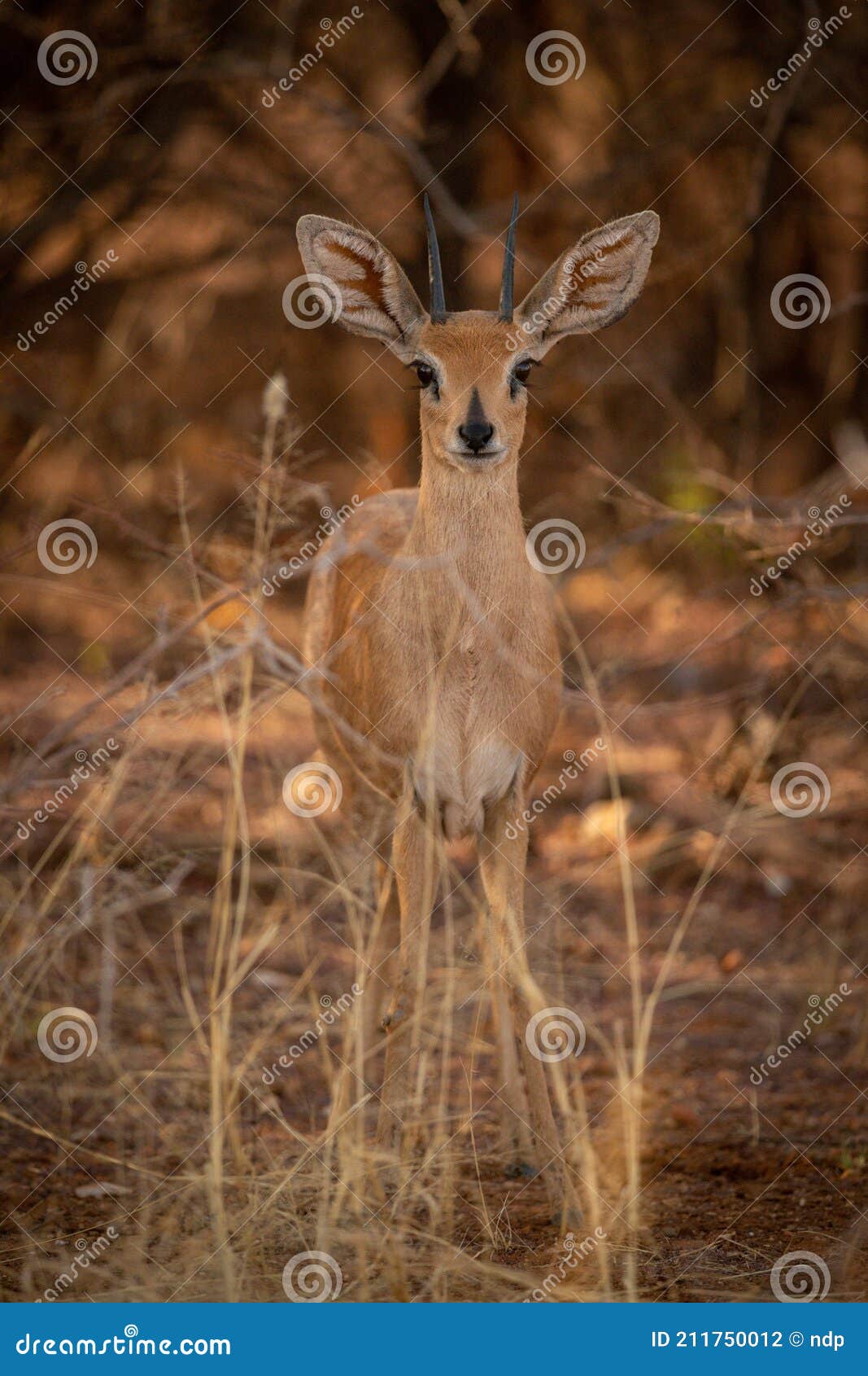 Young Springbok Laying In The Grass. Stock Photo | CartoonDealer.com ...