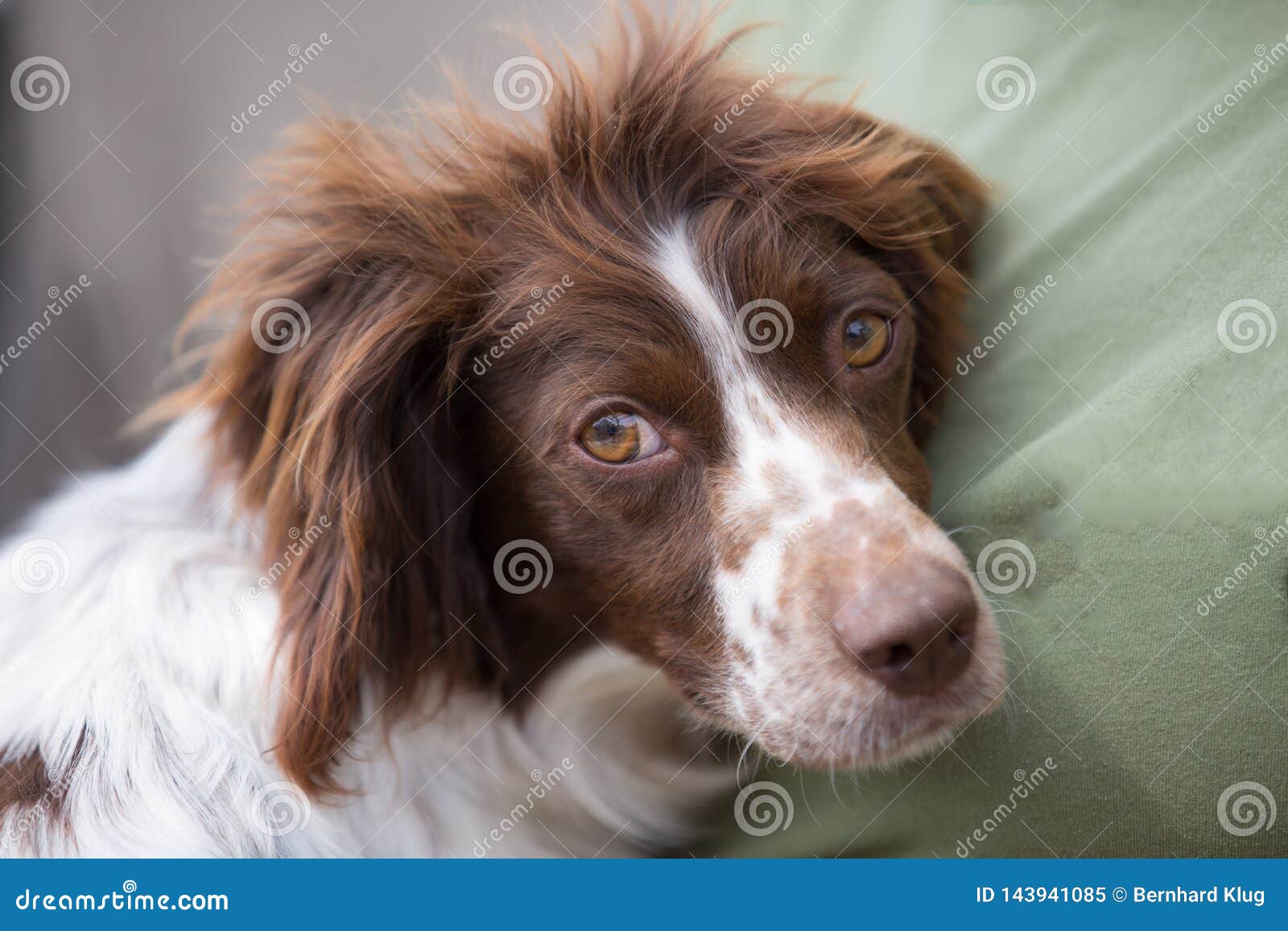 Young Springer Spaniel Portrait Stock Image - Image of adorable, hair ...