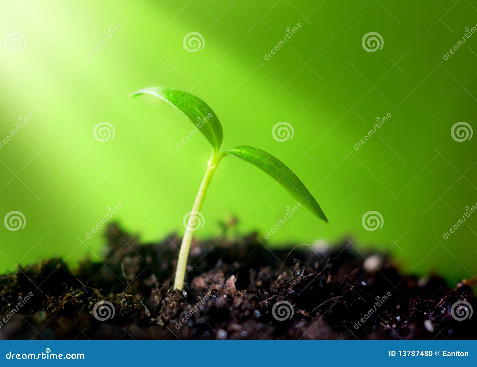 Young sprout stock photo. Image of sunlight, grow, light - 13787480