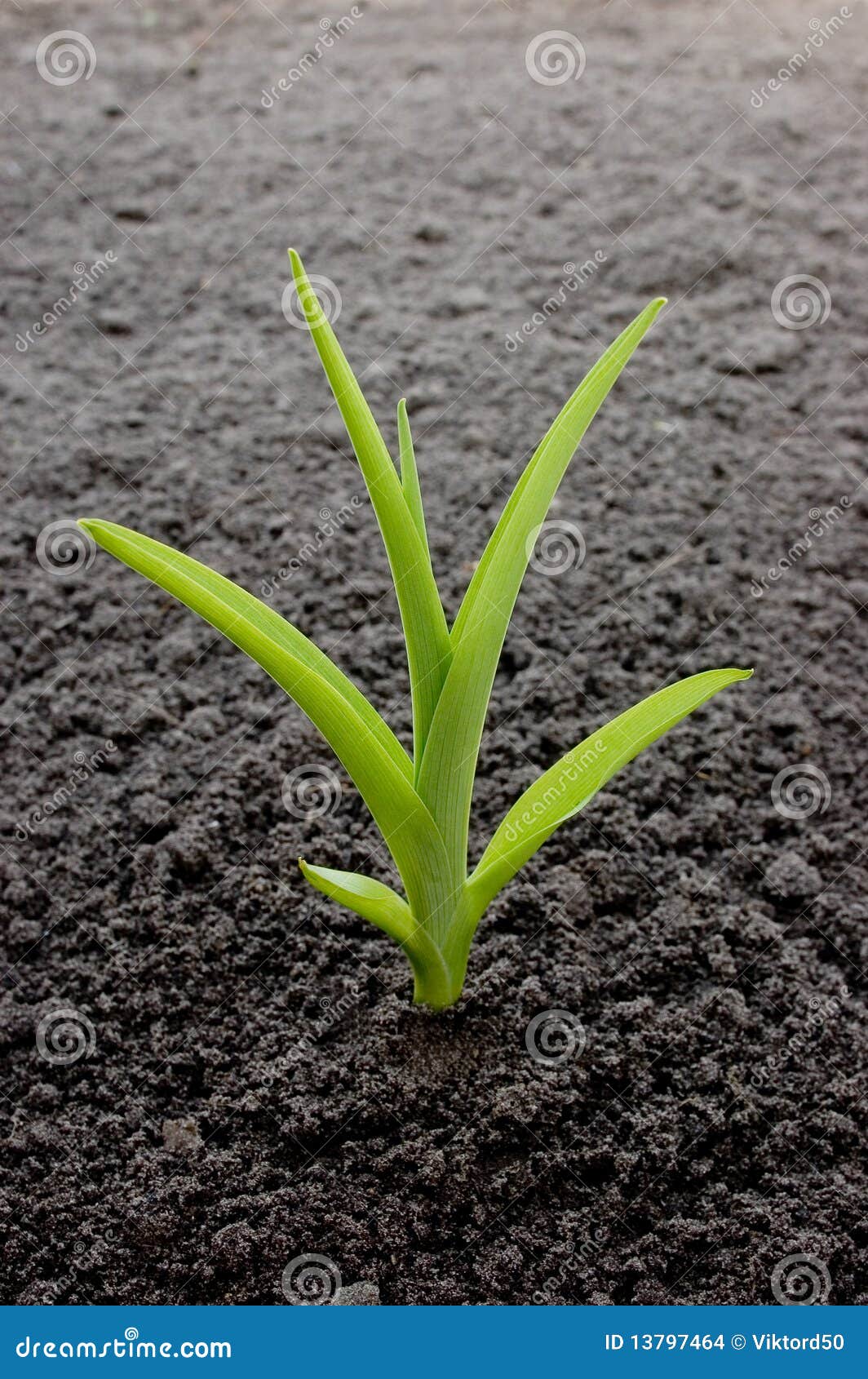 Young sprout stock photo. Image of closeup, agriculture - 13797464