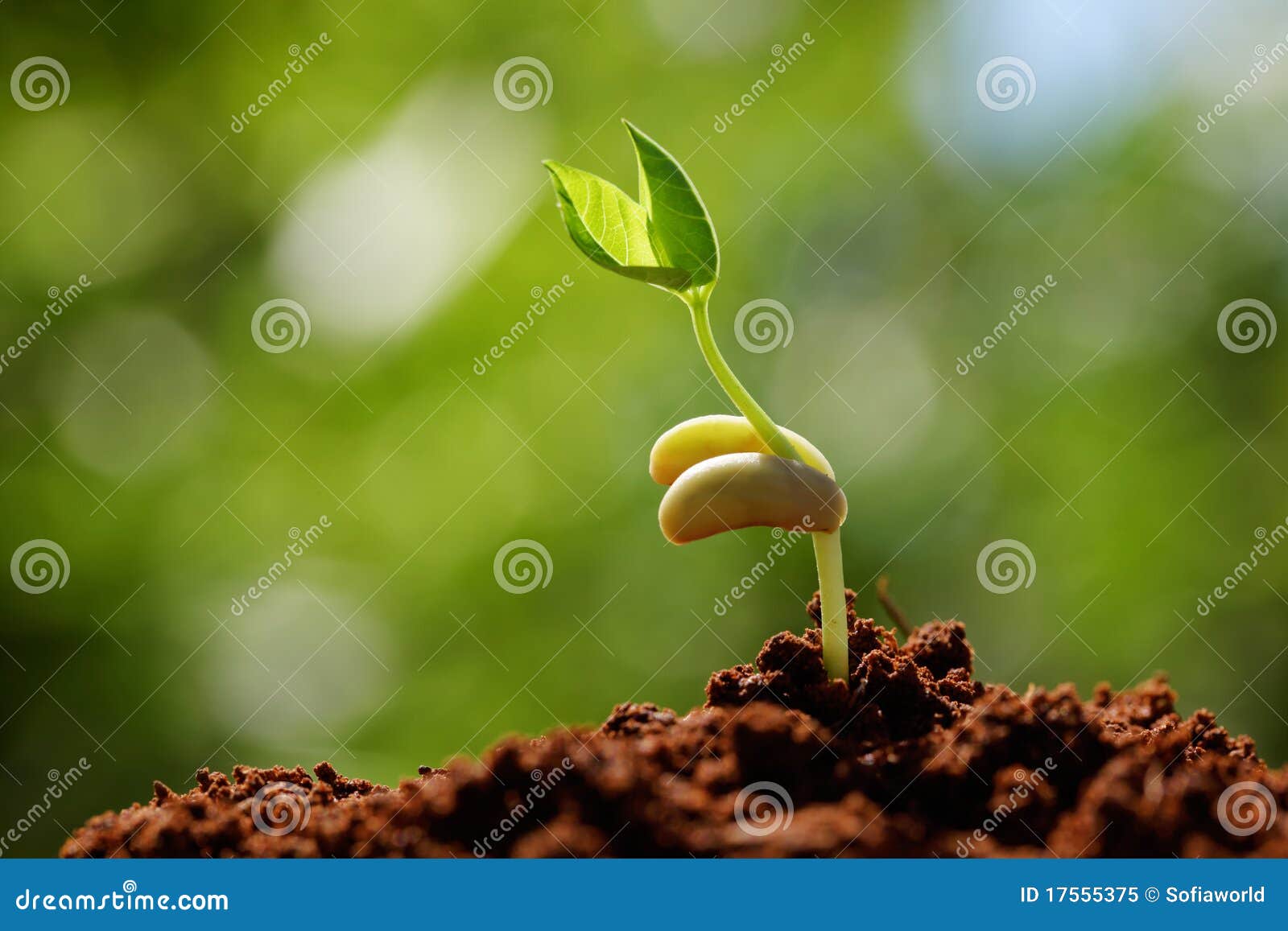 Young sprout stock image. Image of plant, little, macro - 17555375
