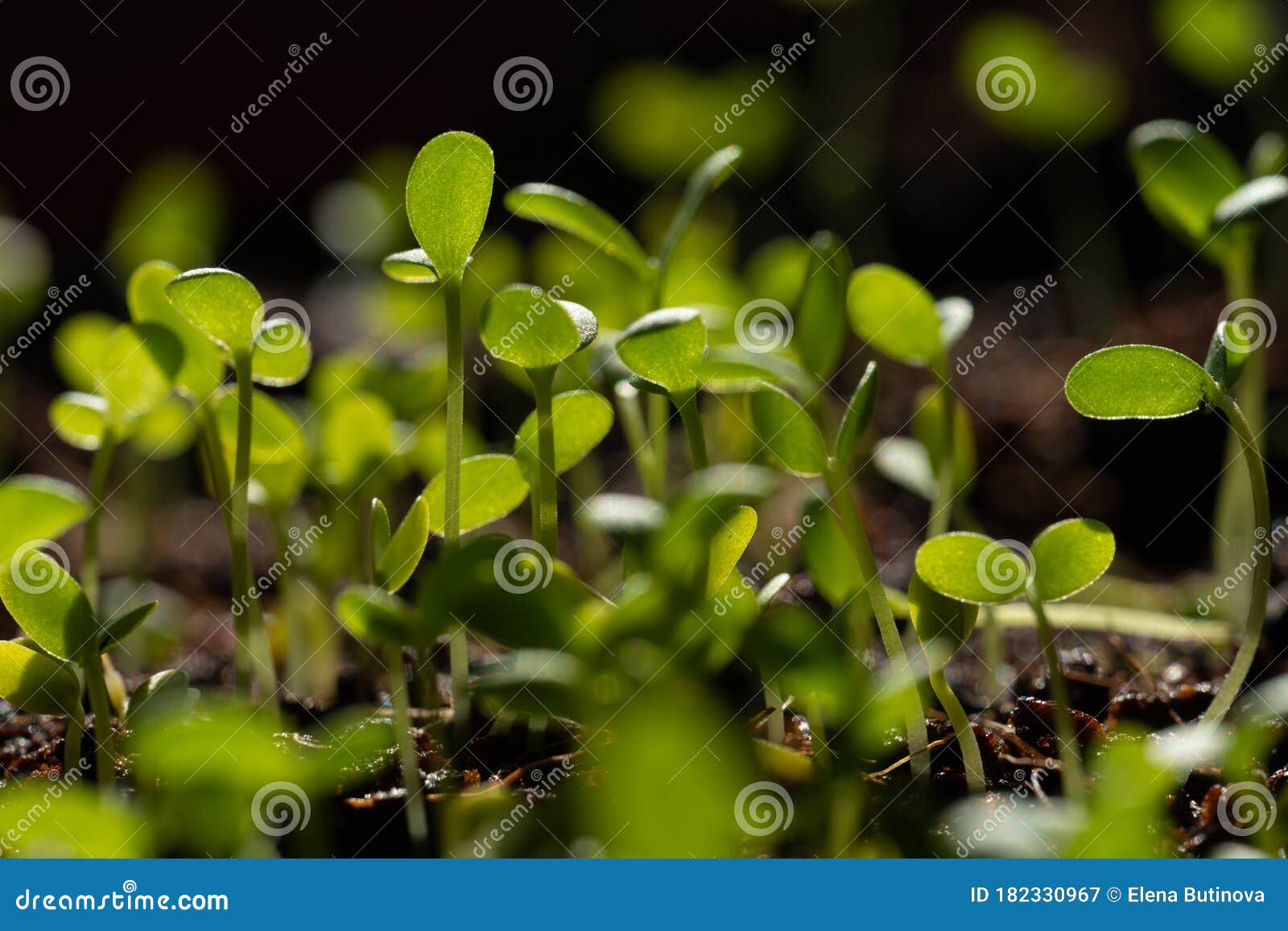 Shot of Fresh Green Sprouts Growing on Ground Stock Image - Image of ...