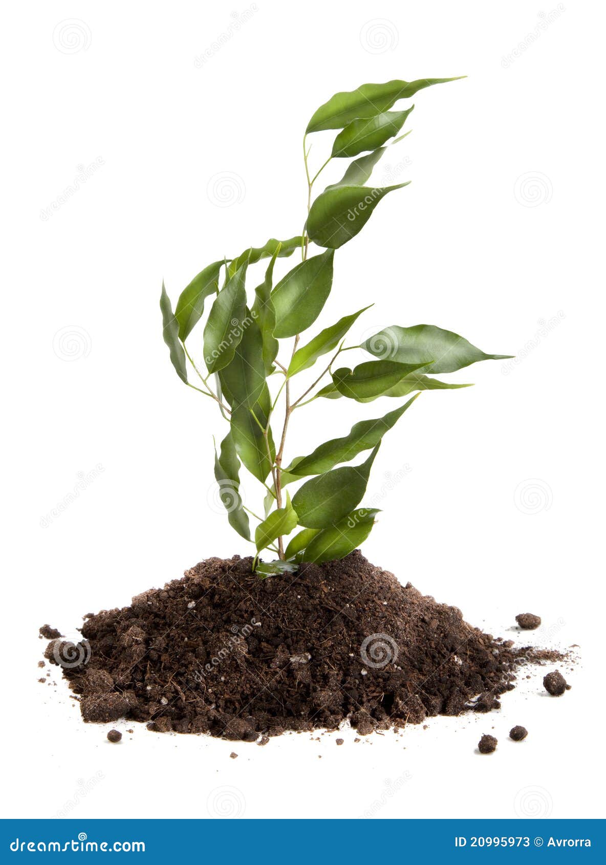 Young sprout stock image. Image of birth, botanical, care - 20995973