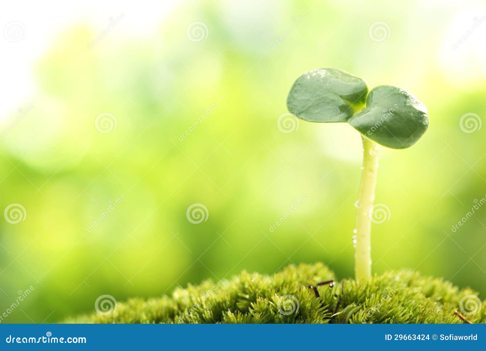 Young sprout stock photo. Image of copy, plant, fresh - 29663424
