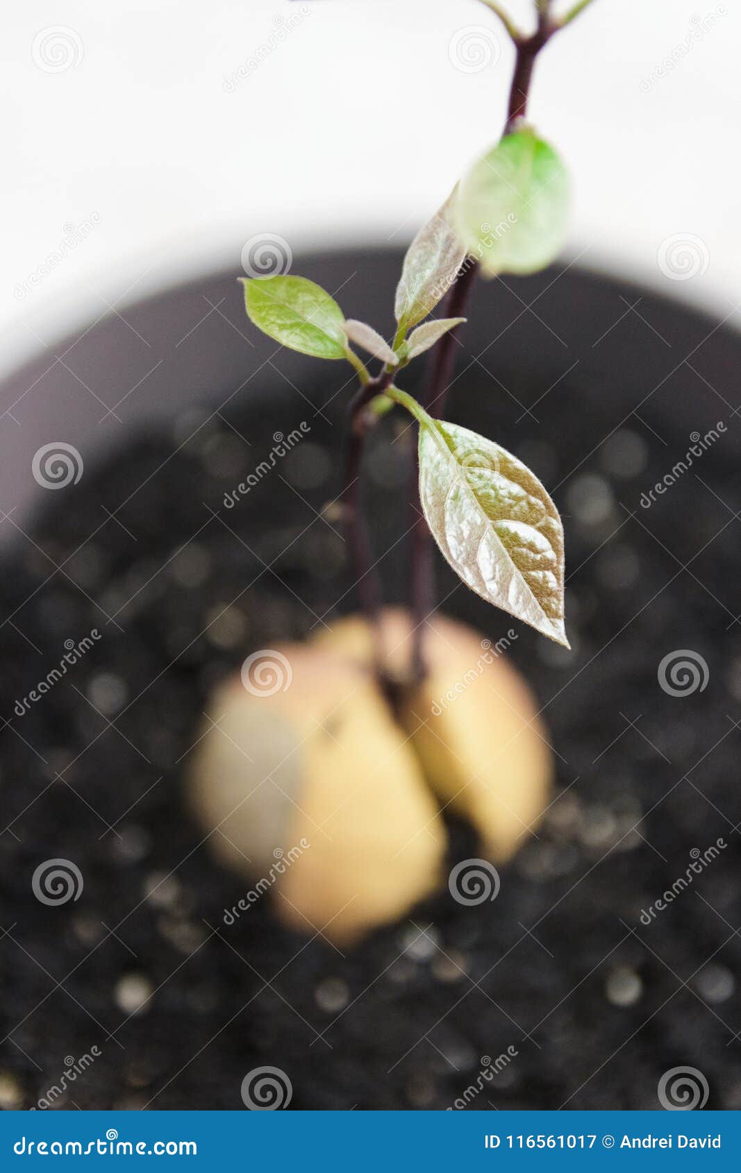 A Young Sprout of Avocado from a Seed. Stock Image - Image of newlife ...