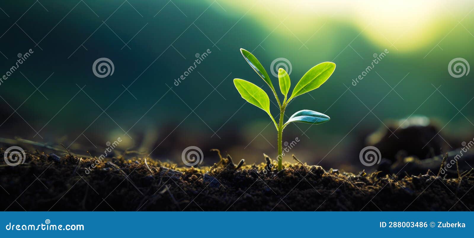 Young Sprout Banner stock illustration. Illustration of concept - 288003486