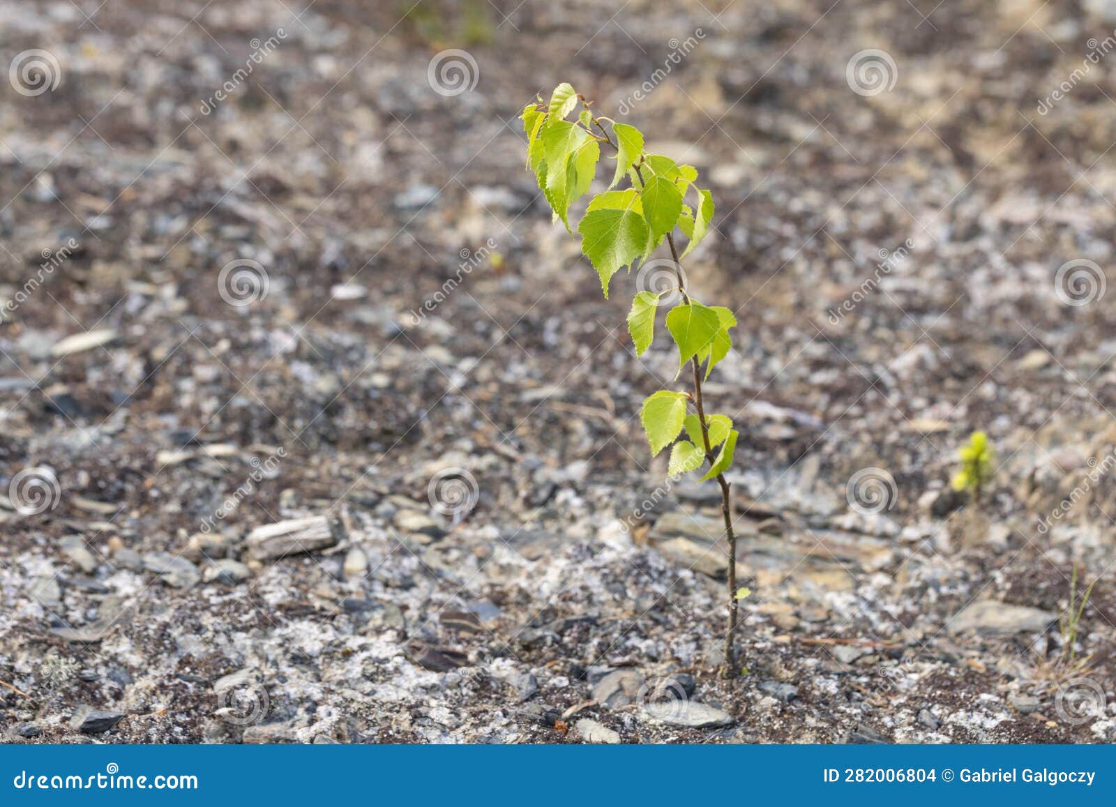 Young Sprout of a Birch Tree on the Background Stock Photo - Image of ...