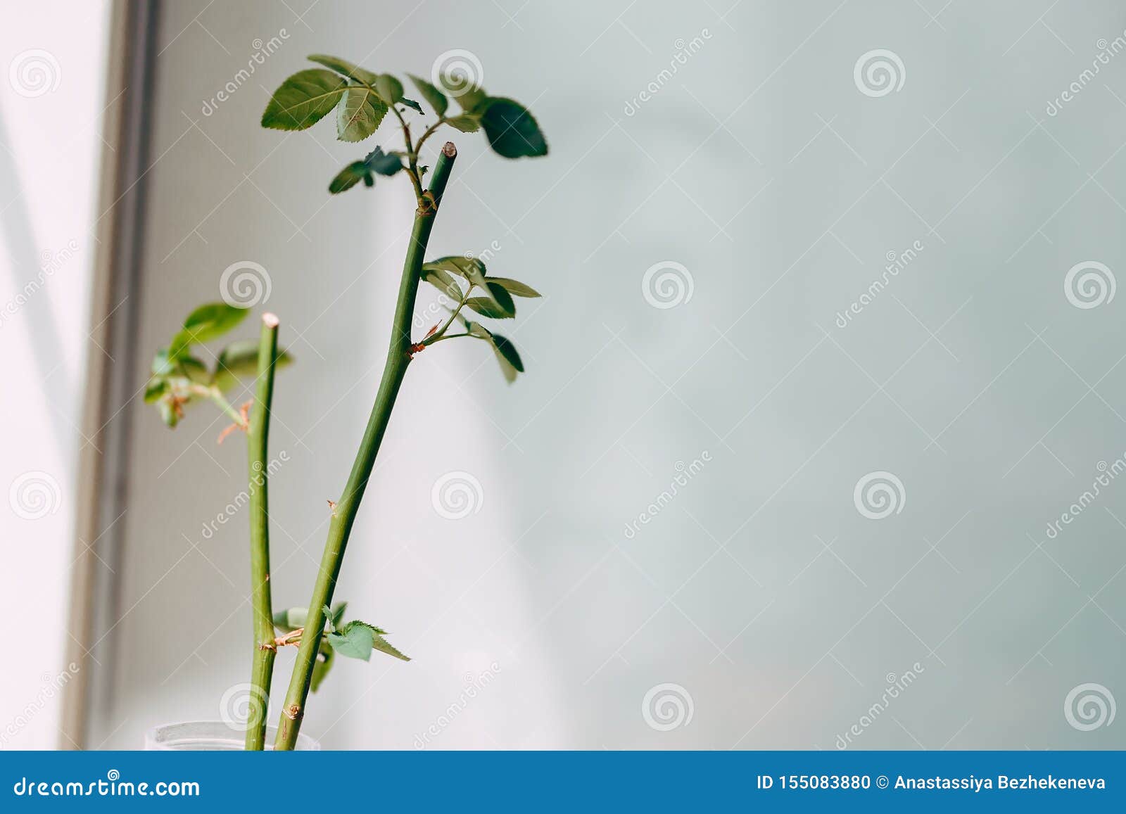 Young Sprout of a Branch of Rose Hips. Spring Sprout. Isolate Stock ...