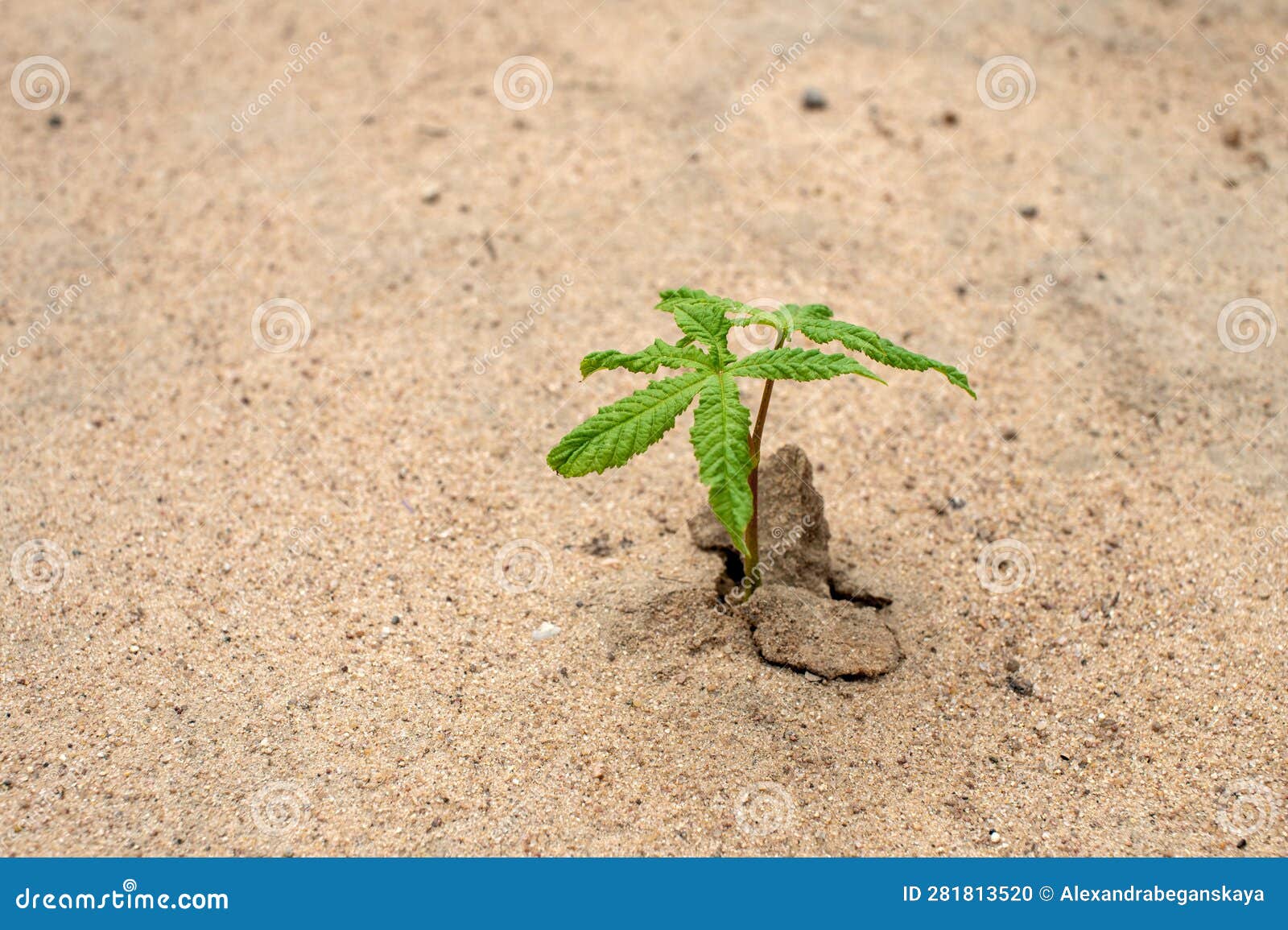Young Sprout of a Chestnut Tree. Growing Trees from Seeds Stock Photo ...