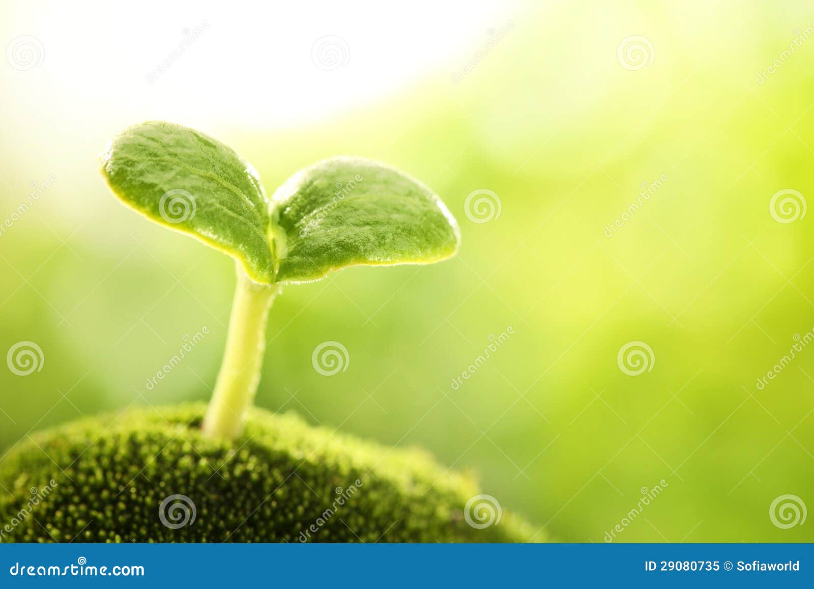 Young sprout closeup stock image. Image of leaf, copy - 29080735