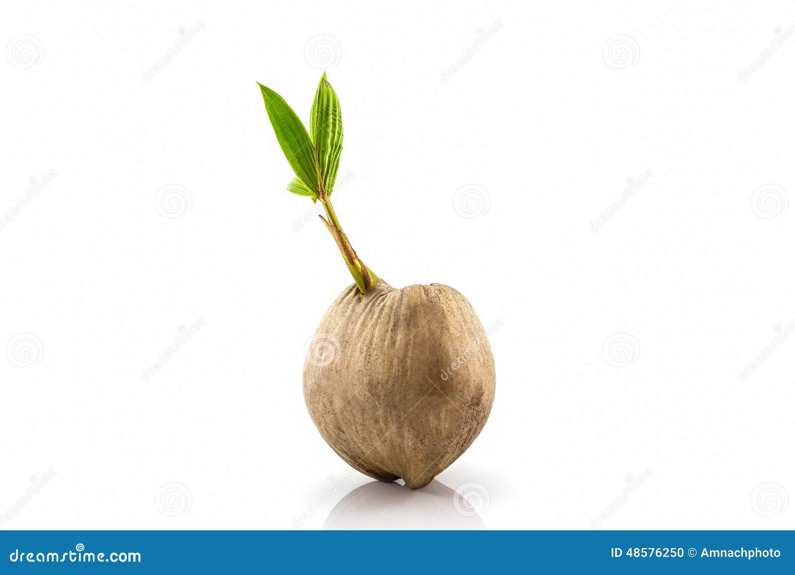 Young Sprout of Coconut Tree Grown-up. Stock Photo - Image of eating ...