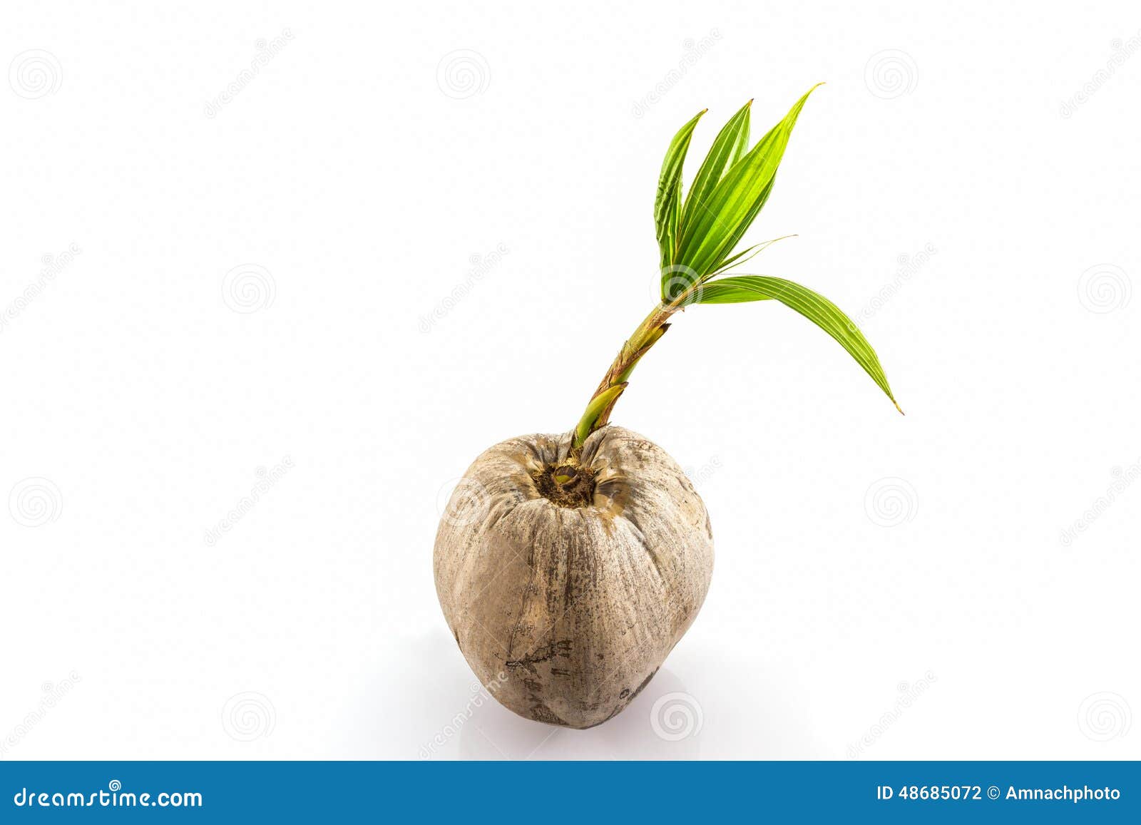 Young Sprout of Coconut Tree. Stock Photo - Image of ball, shell: 48685072