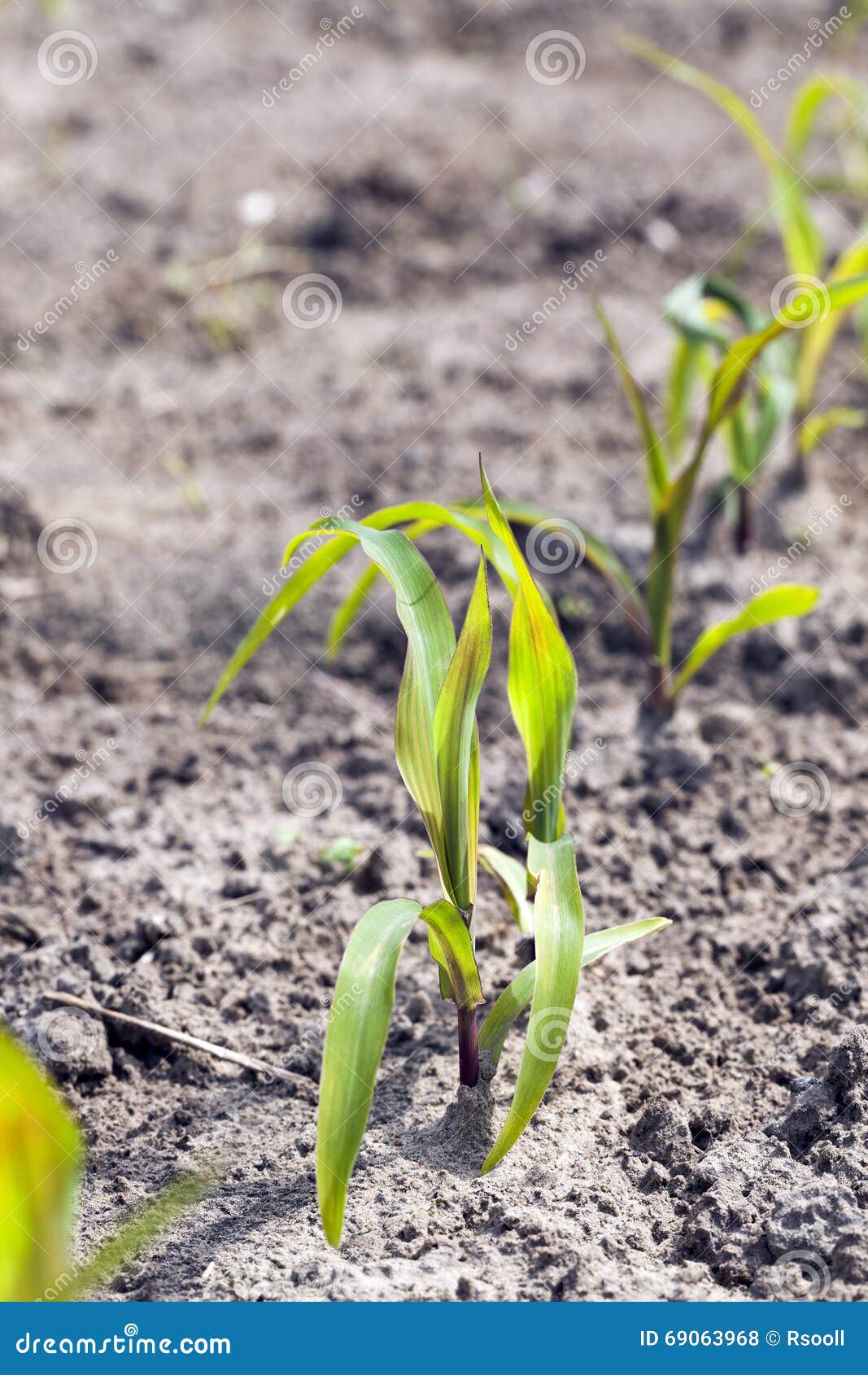 Young sprout of corn stock photo. Image of conservation - 69063968