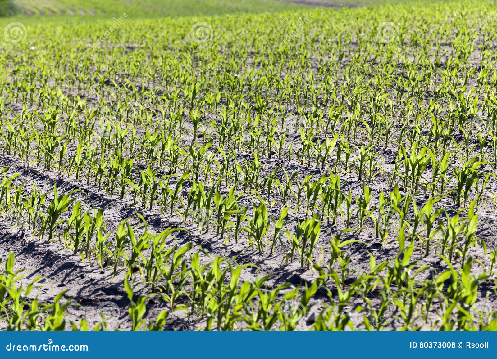 Young sprout of corn stock photo. Image of corn, dirt - 80373008