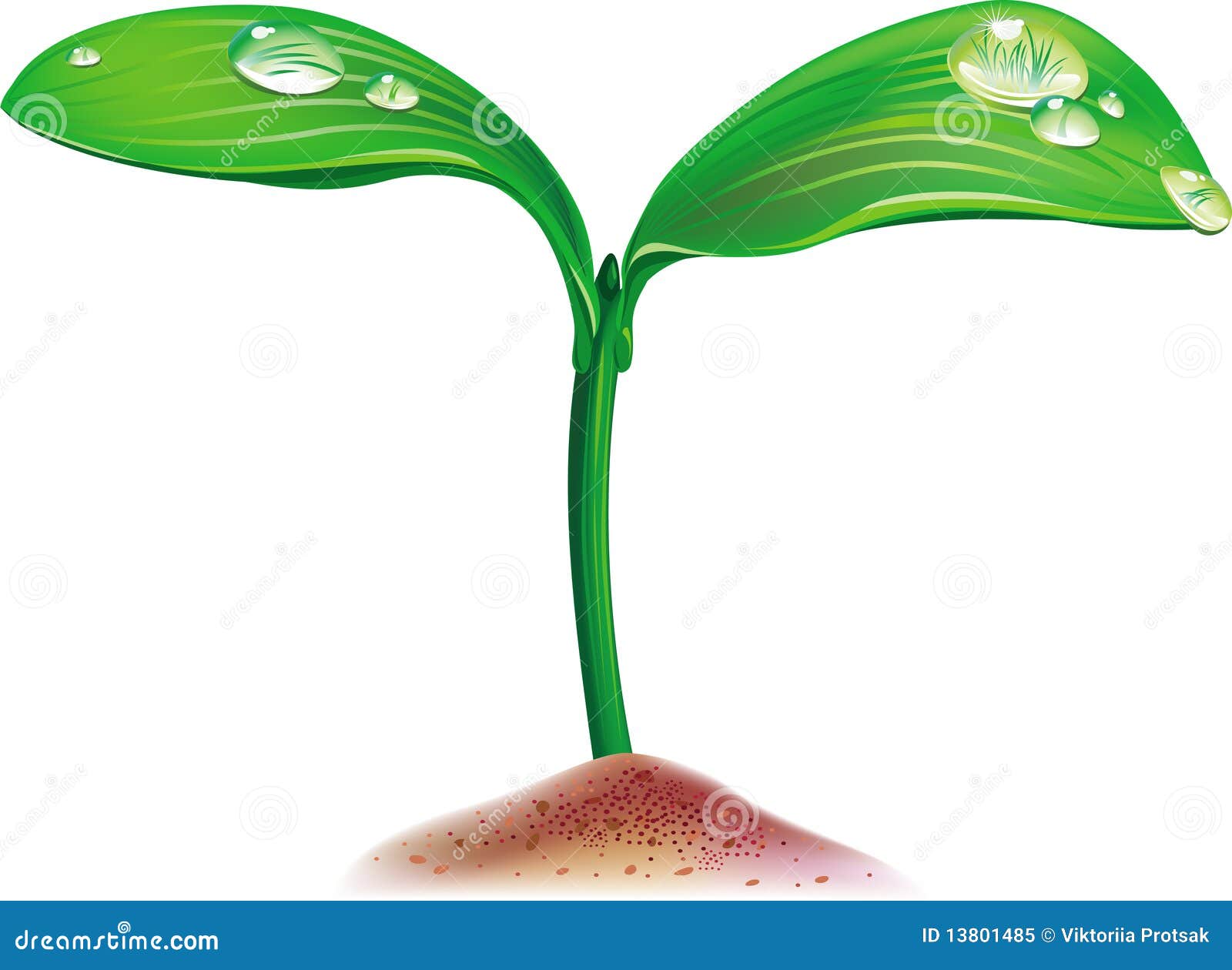 Young Sprout Microgreen Isolated On White Background. Hand Drawn Vector ...