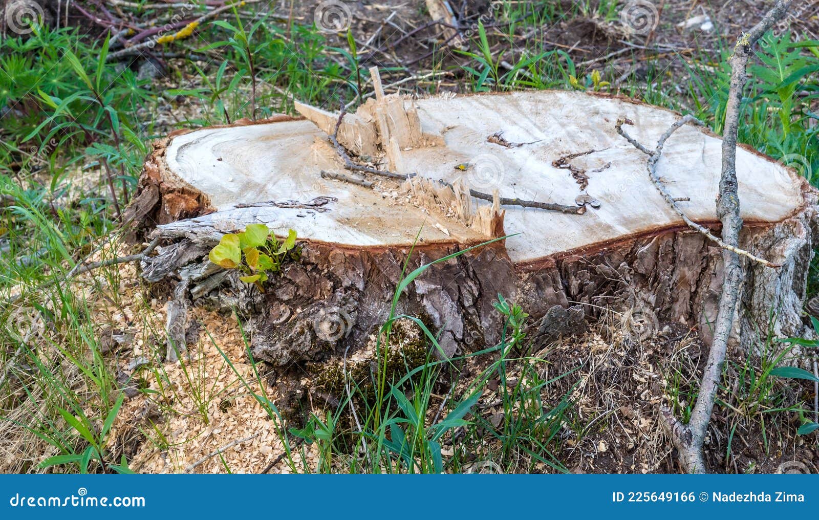 A Young Sprout on a Felled Tree. the Stump of a Felled Tree. Cutting ...