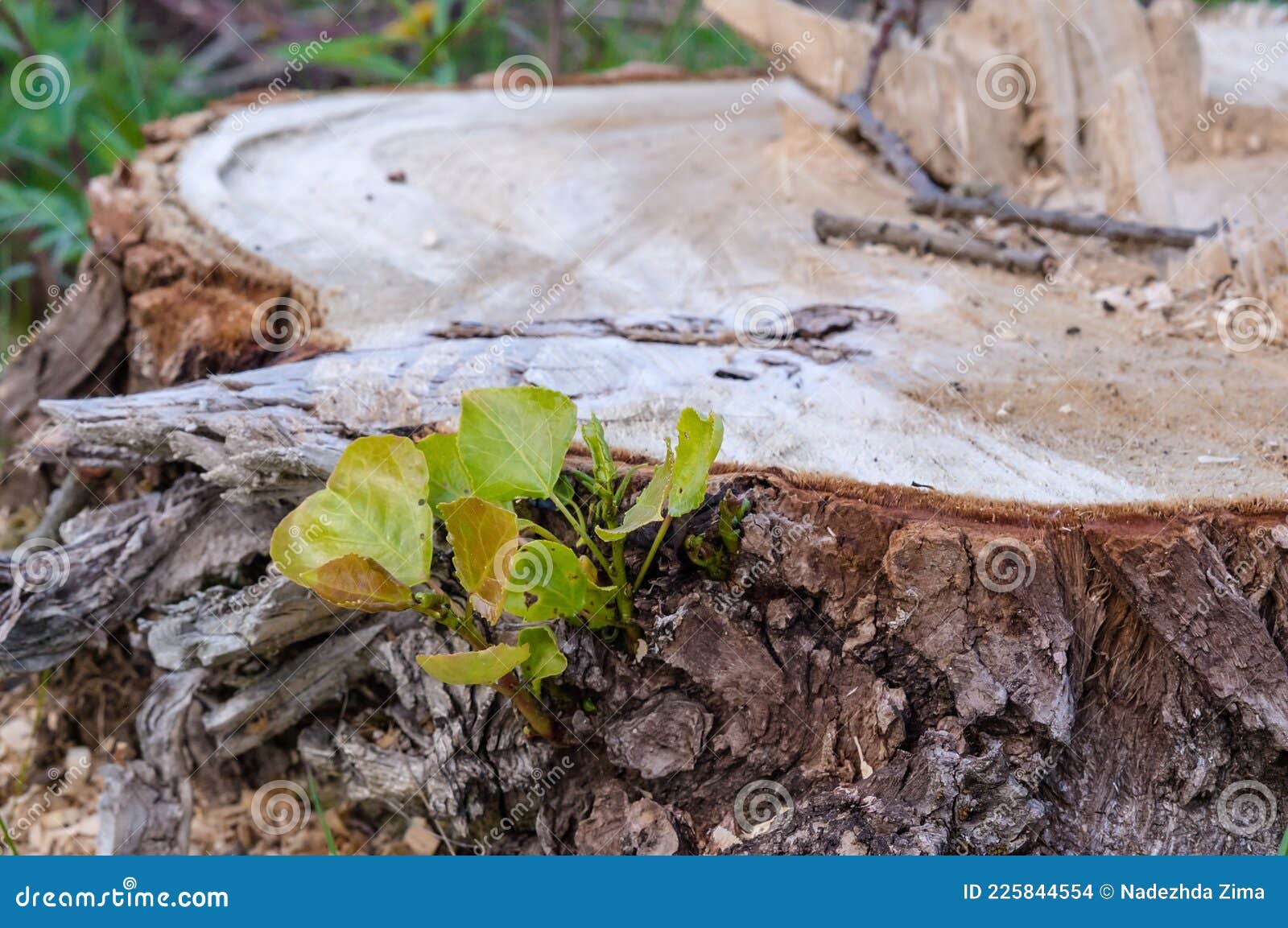 A Young Sprout on a Felled Tree. the Stump of a Felled Tree. Cutting ...
